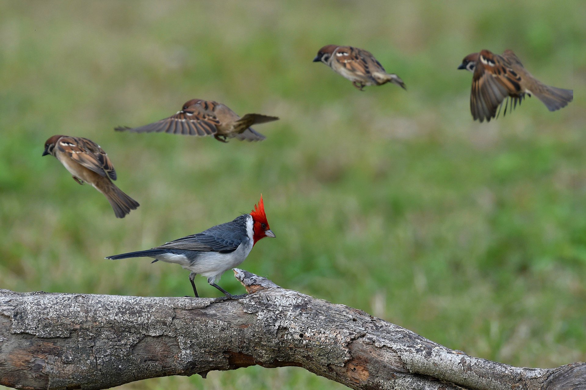 Red-Crested Cardinal & Sparrows: Bokeh Flight (2K Quad HD Wallpaper)
