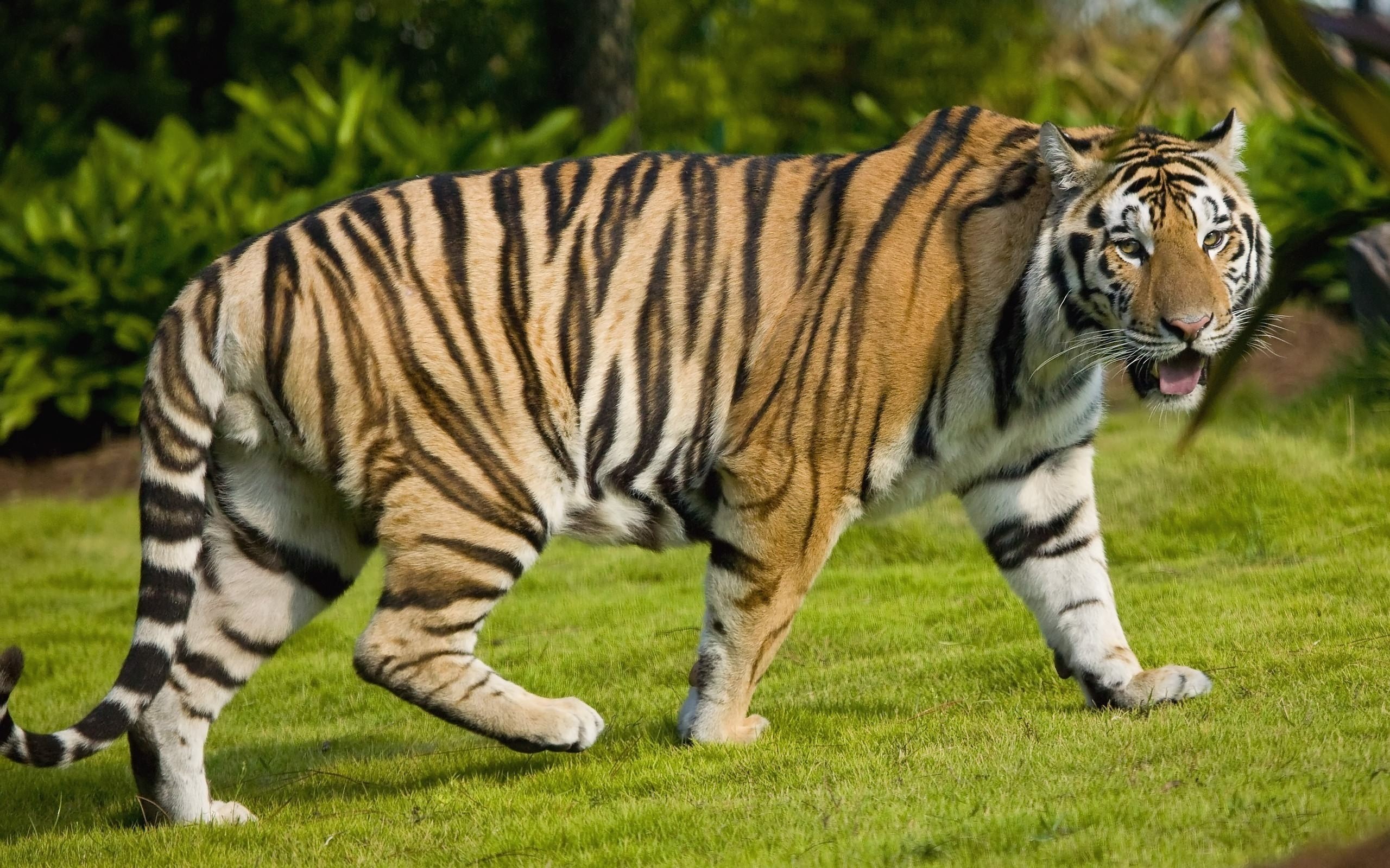 Tiger HD Wallpaper | Background Image | 2560x1600 | ID:595532 ...