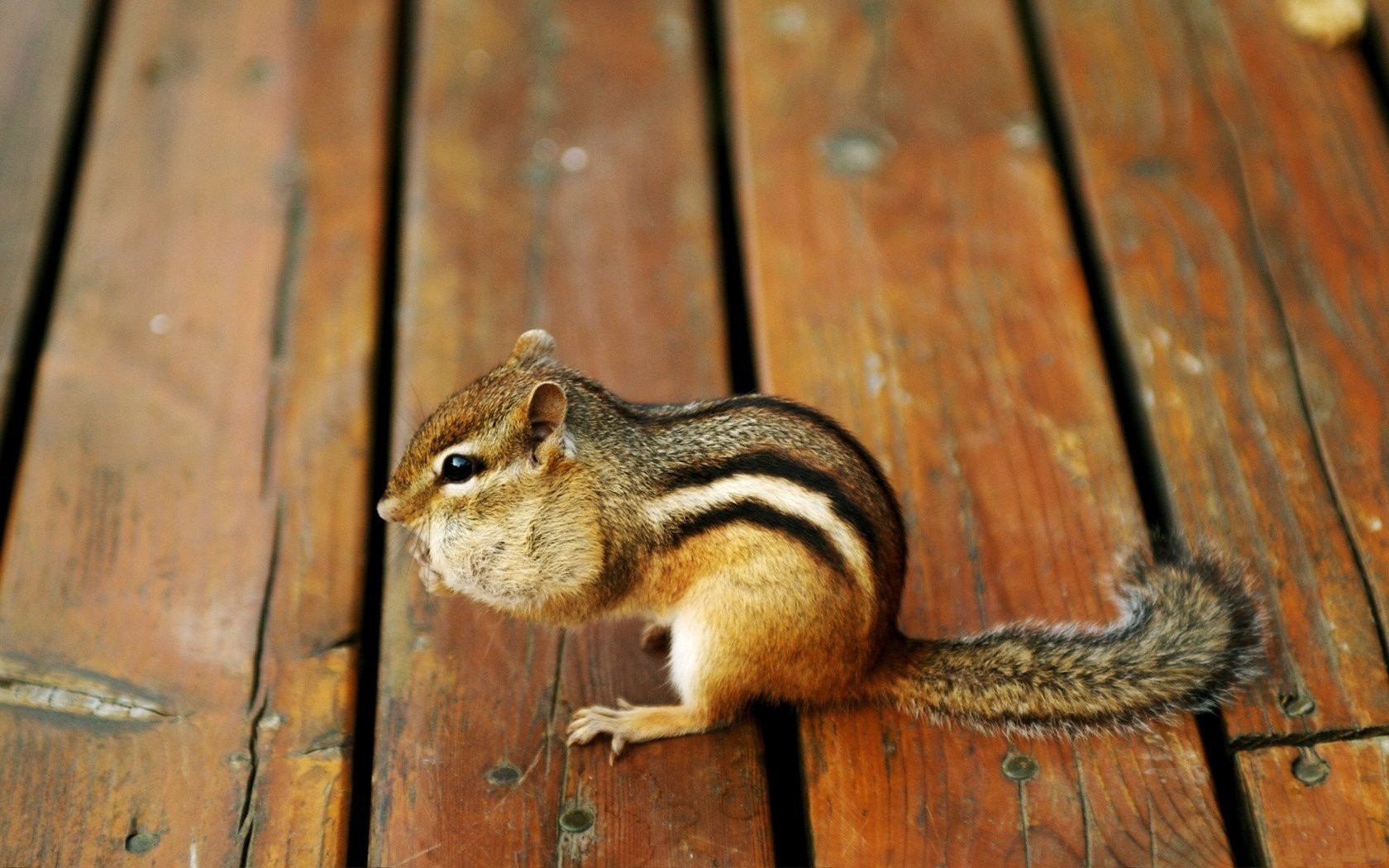Animal Chipmunk Wallpaper