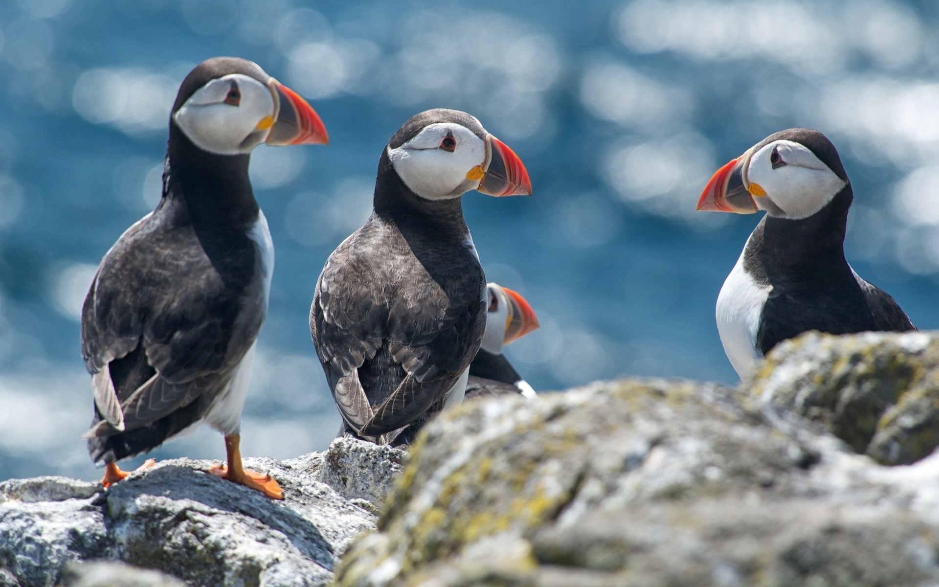 Download Animal Puffin HD Wallpaper