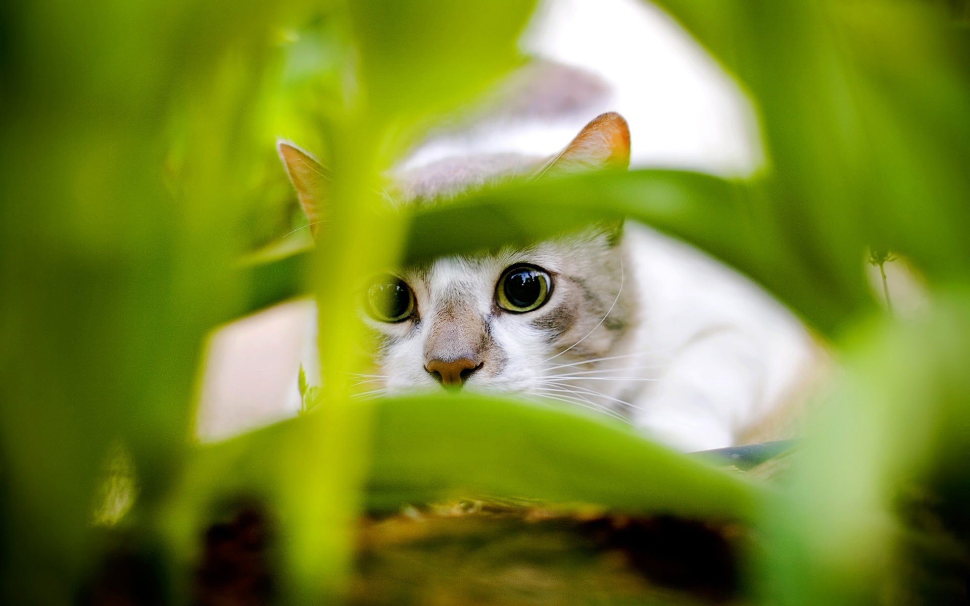 HD Wallpaper: Curious Cat Among the Leaves