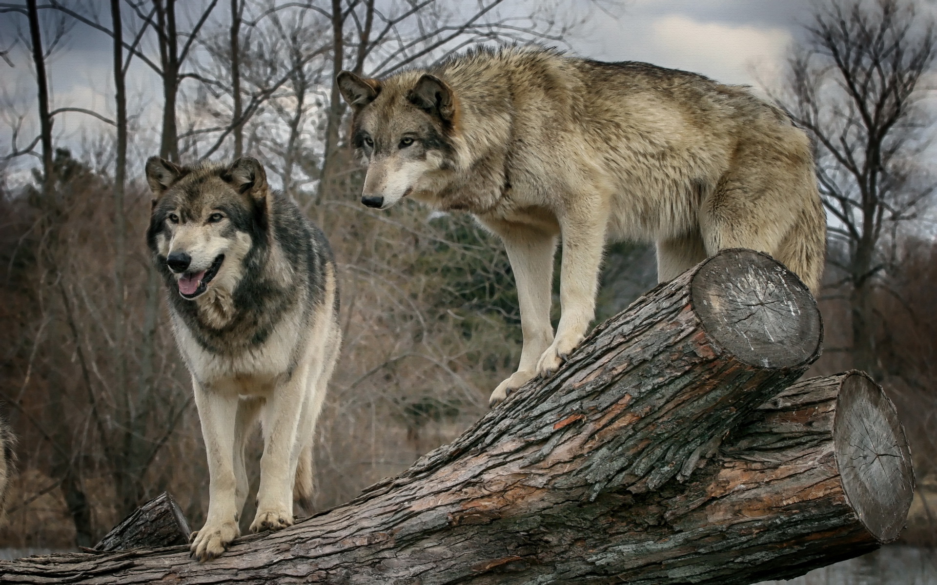 Majestic Wolves: HD Wallpaper for Nature Lovers