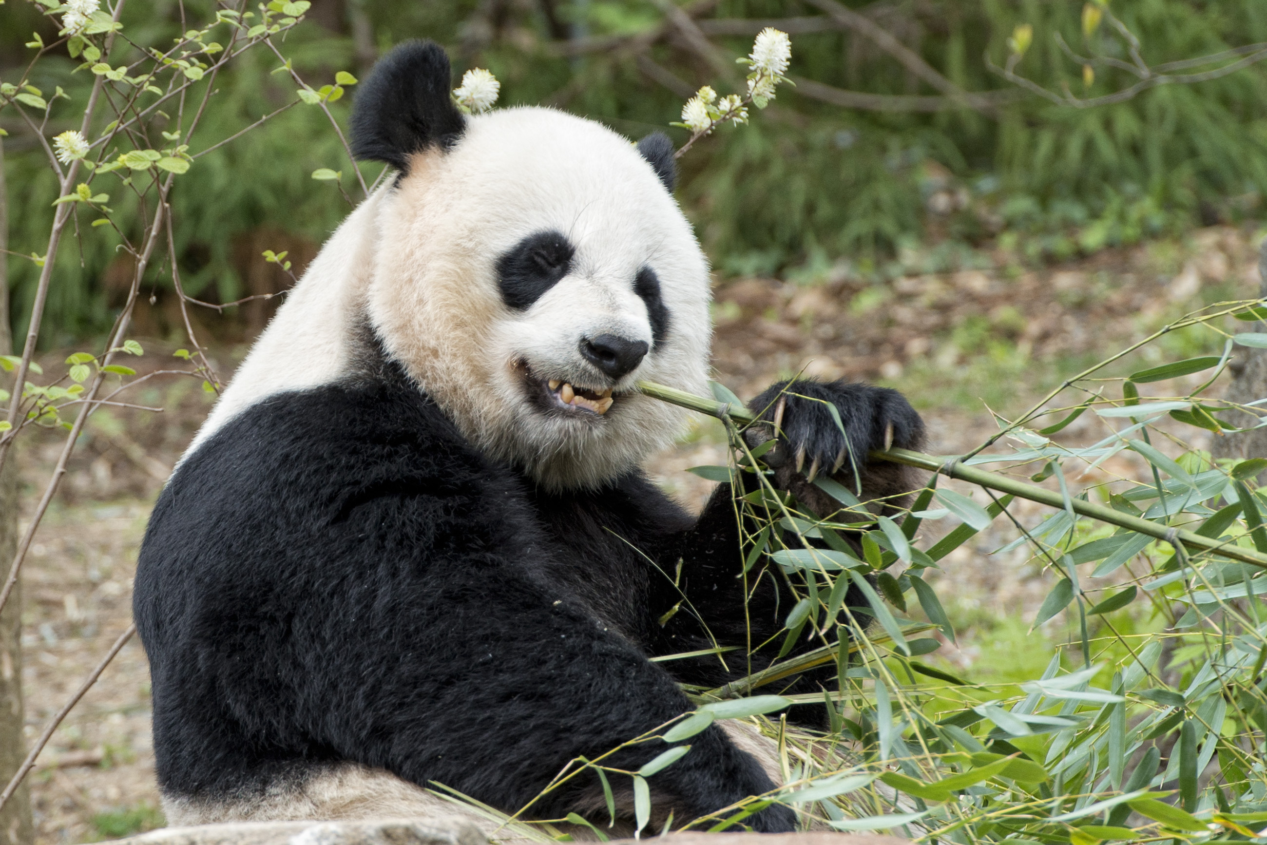 Download Animal Panda HD Wallpaper