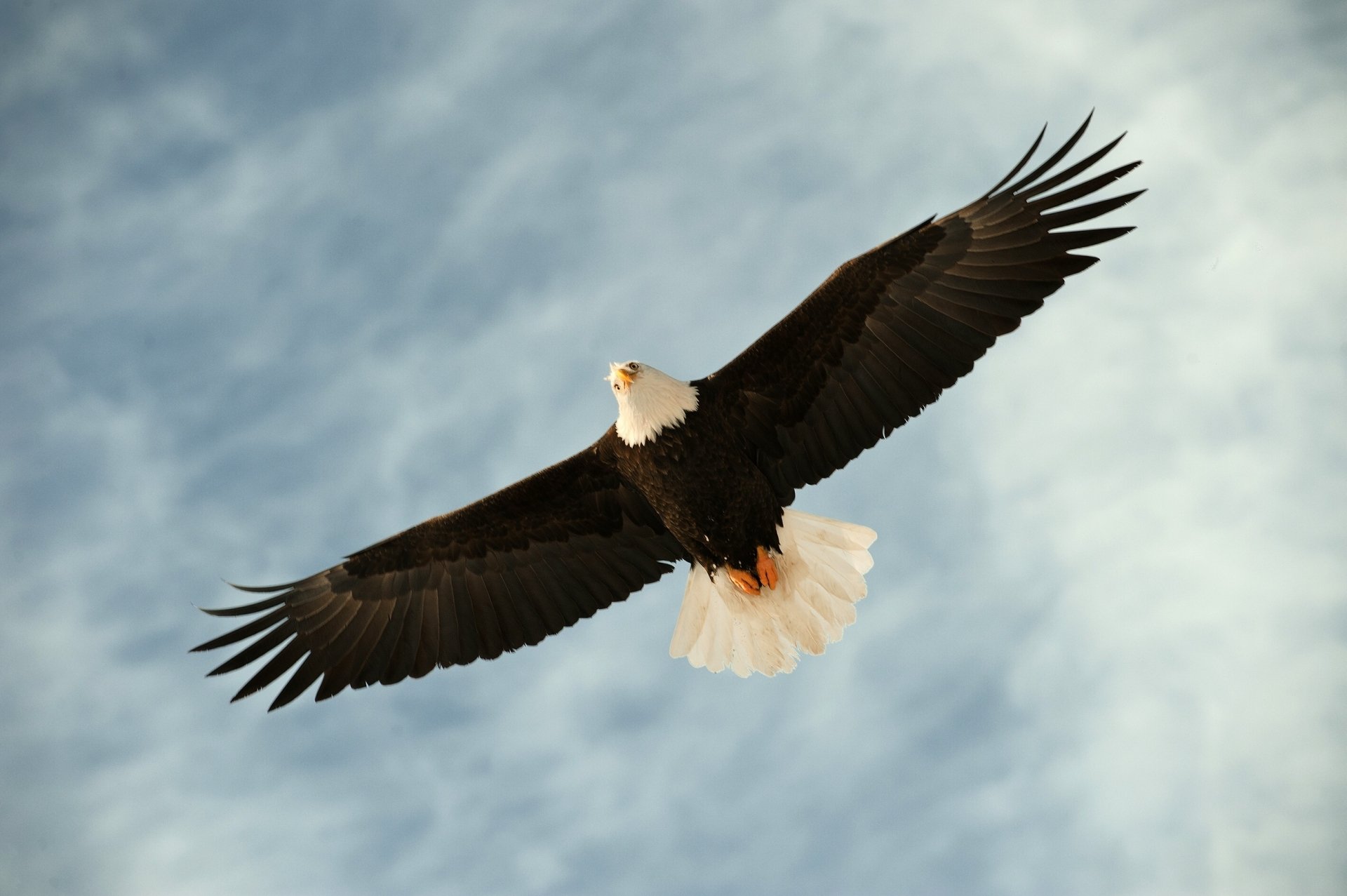 White Bald Eagle Wallpaper