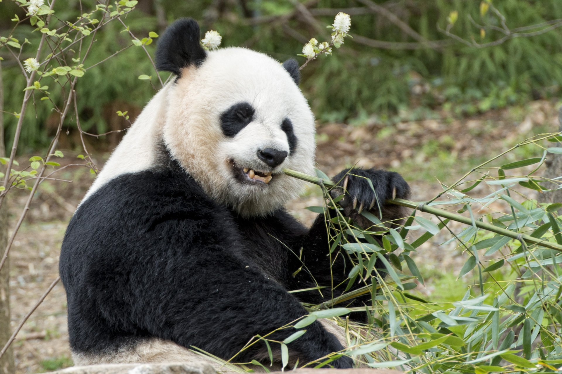 Panda Bamboo Bliss — 2K Quad HD Wallpaper | 2600x1734 | Wallpaper Abyss