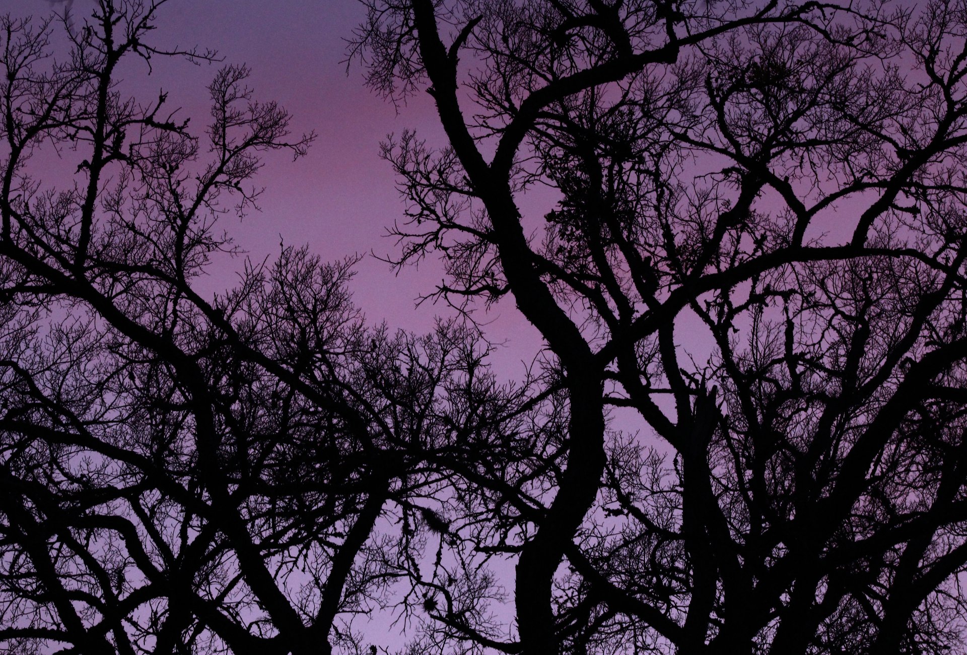 Download Nature Tree 4k Ultra HD Wallpaper by Zachary | 4608x3121 ...