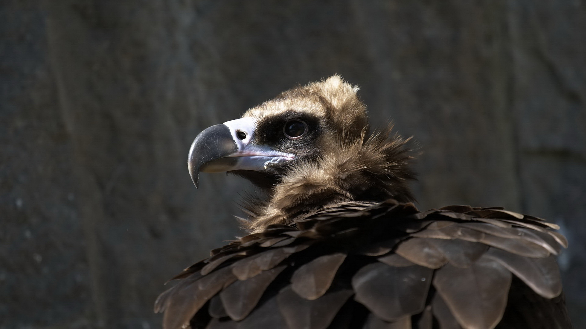 Download Animal Vulture HD Wallpaper