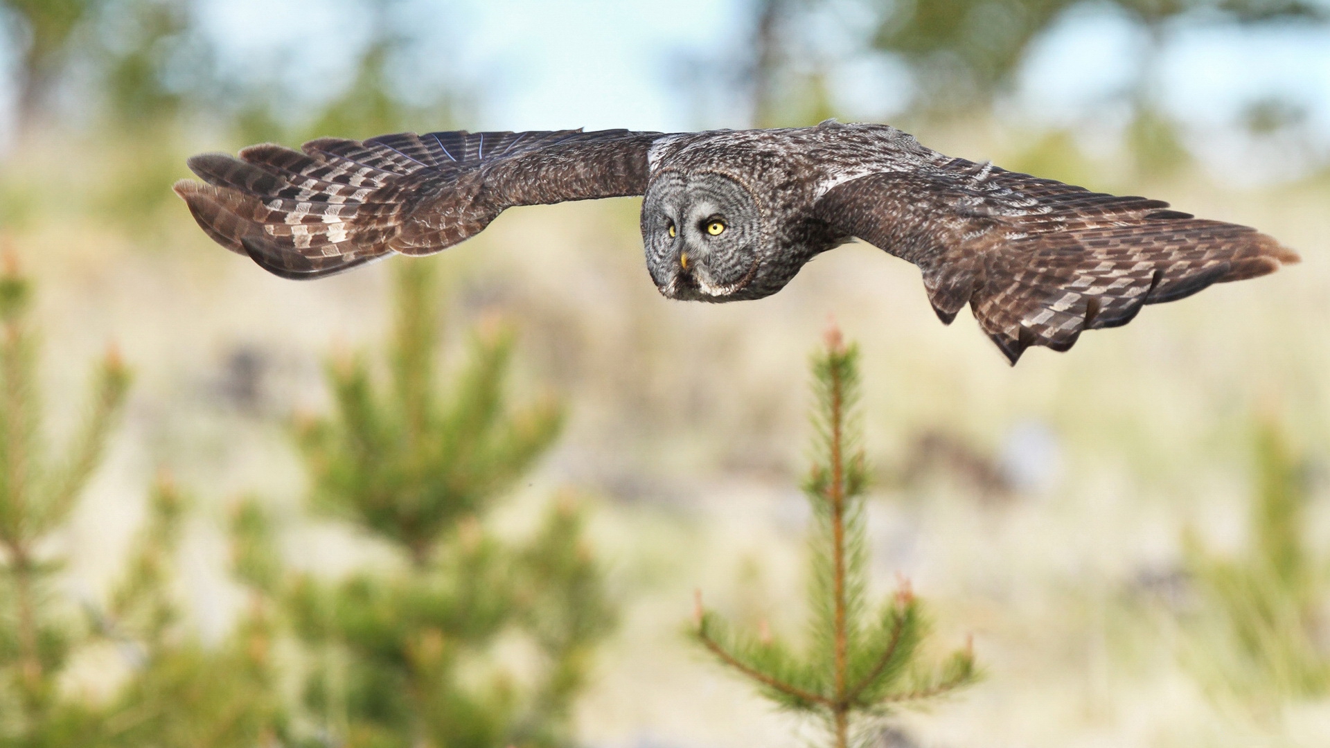 Majestic Owl in Flight – Stunning HD Animal Wallpaper