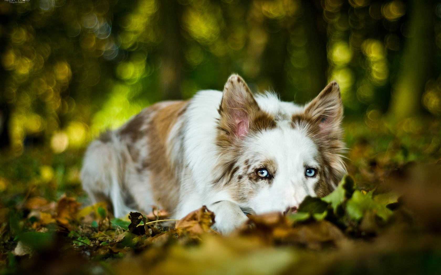 Download Bokeh Animal Dog Wallpaper