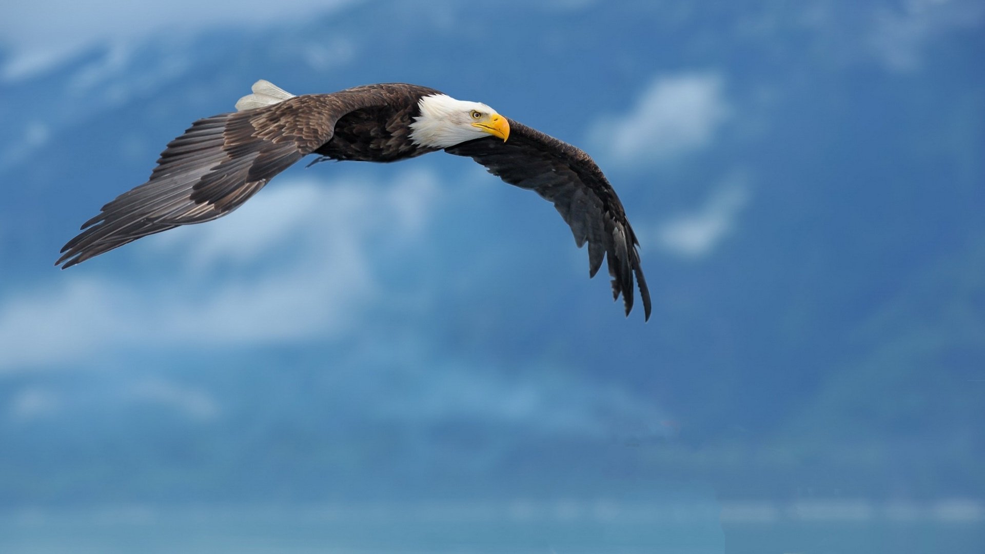Download Animal Bald Eagle HD Wallpaper