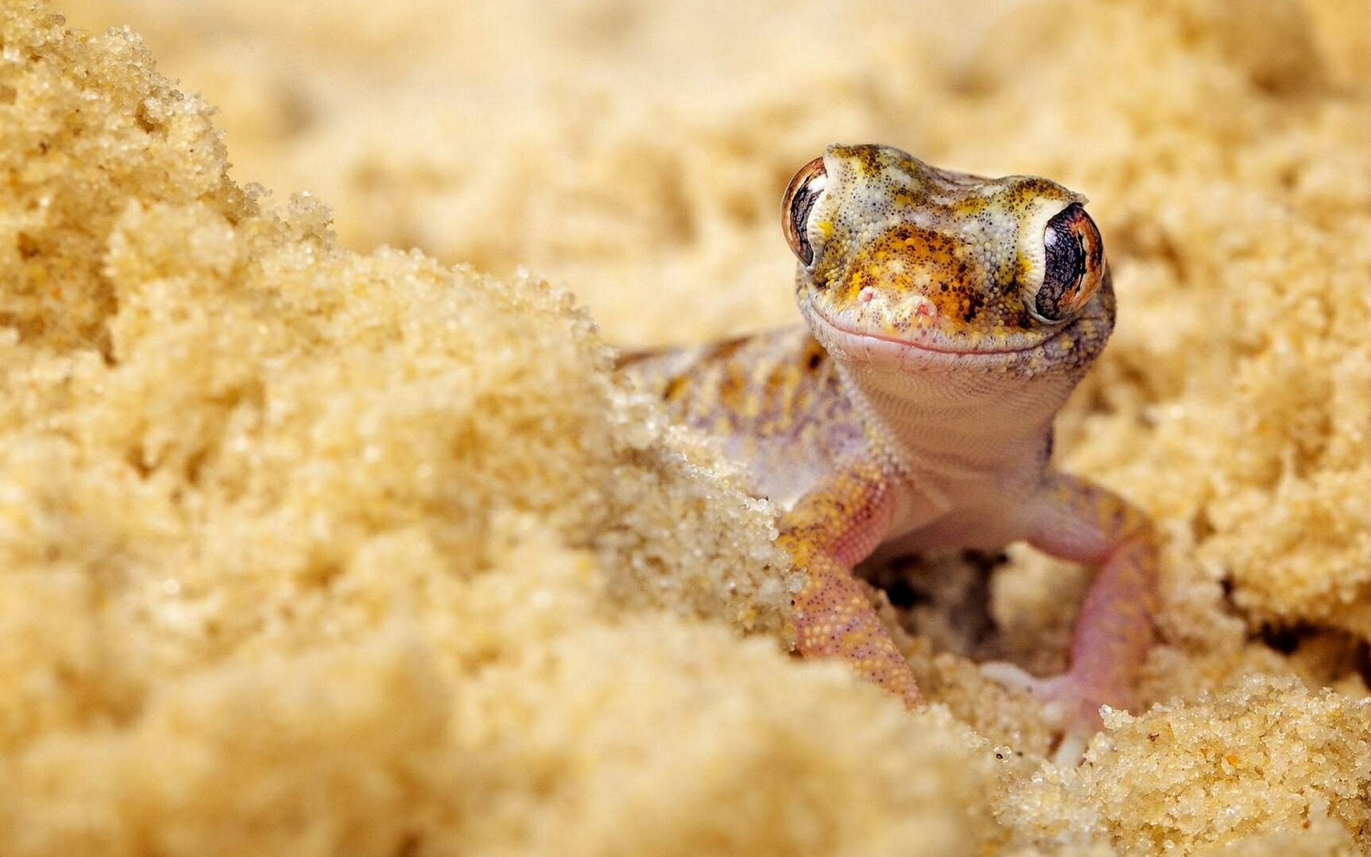 Stunning HD Gecko Close-Up: Nature’s Tiny Desert Explorer