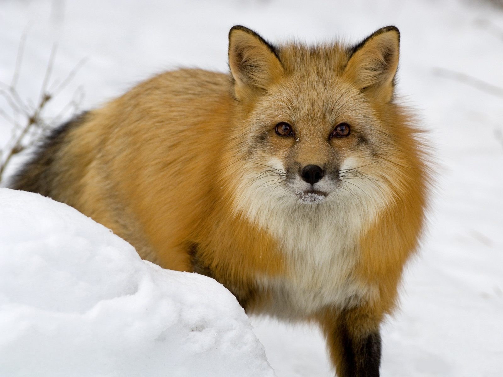 Stunning HD Wallpaper of a Majestic Fox in Winter