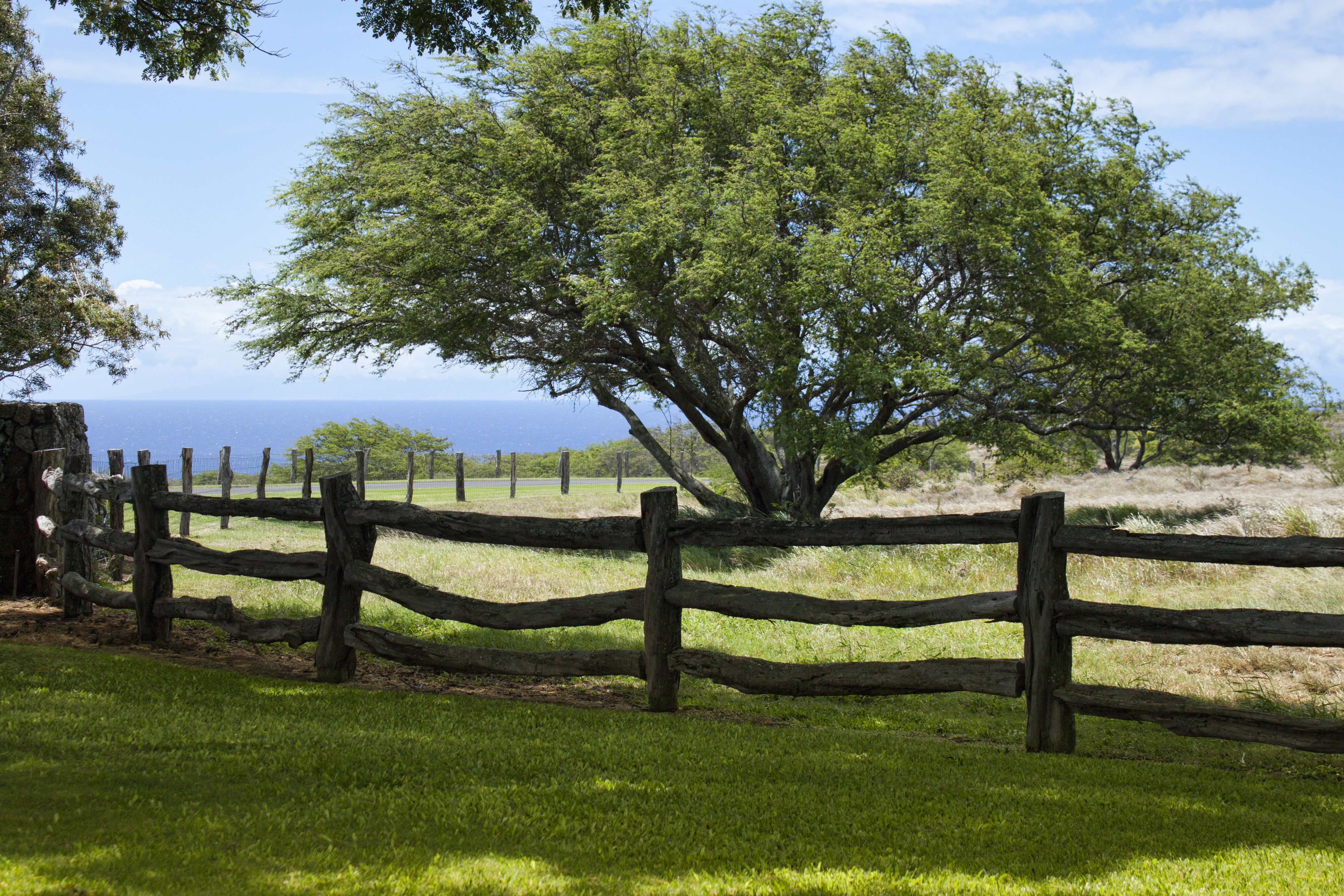 Download Nature Tree 4k Ultra HD Wallpaper