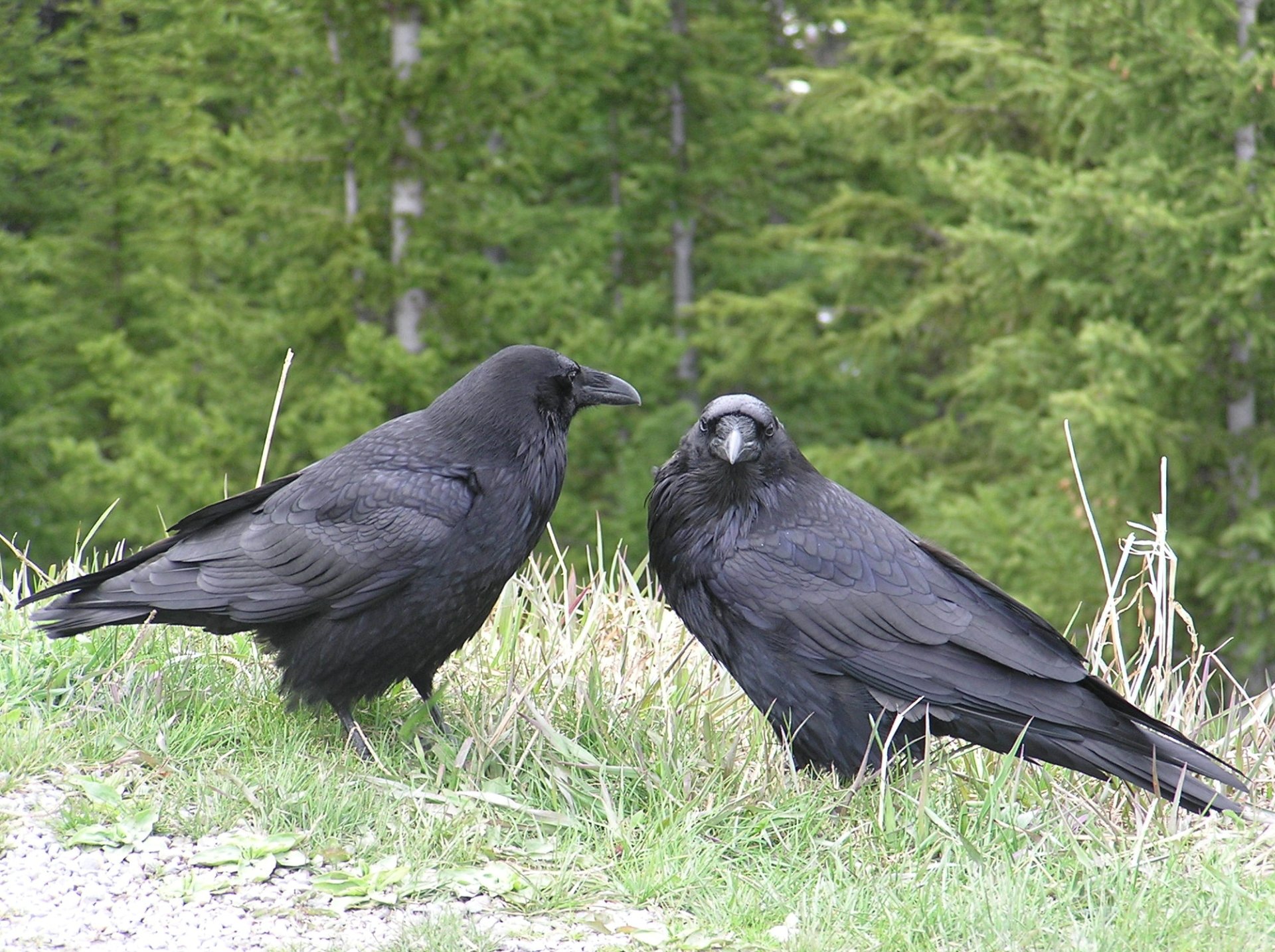 Download Animal Crow HD Wallpaper