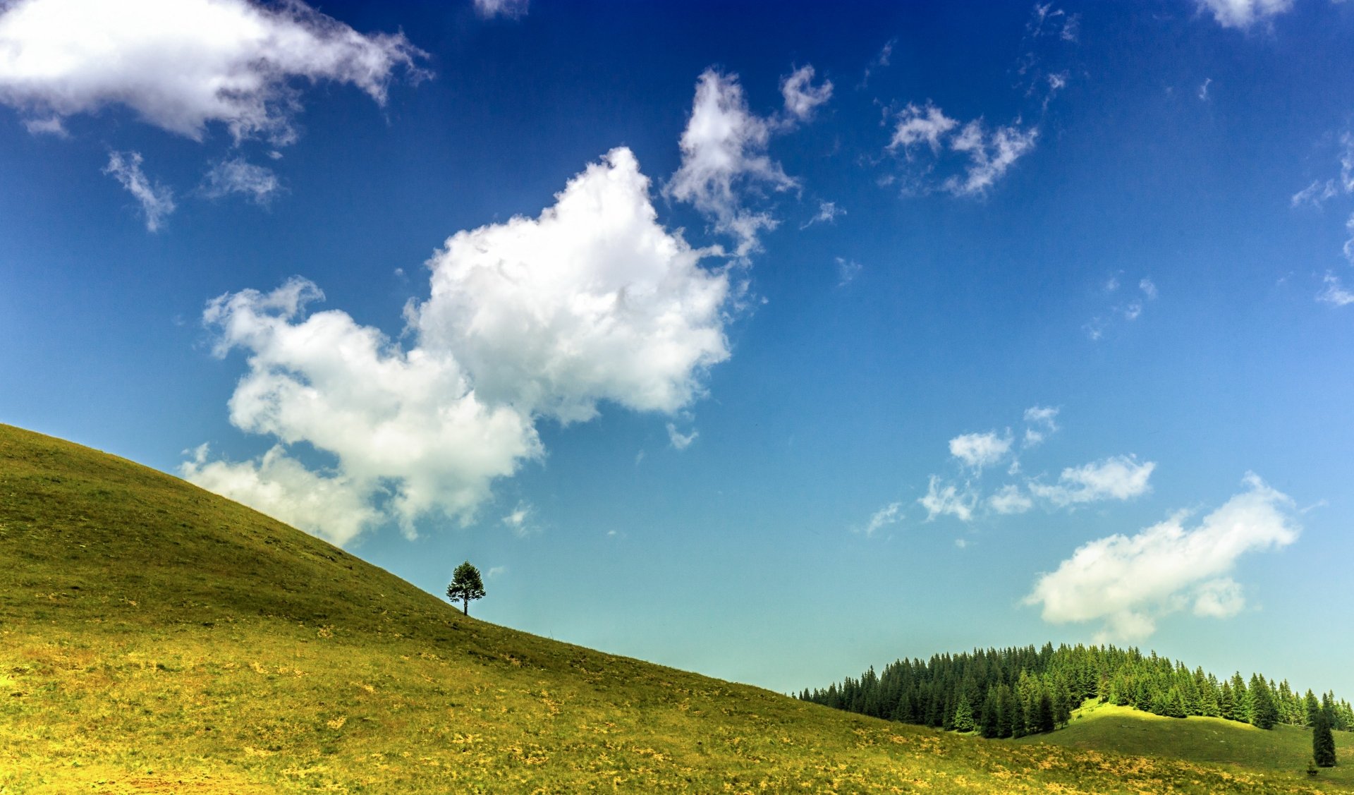 Download Nature Tree 4k Ultra HD Wallpaper | 4956x2909 | Wallpaper Abyss
