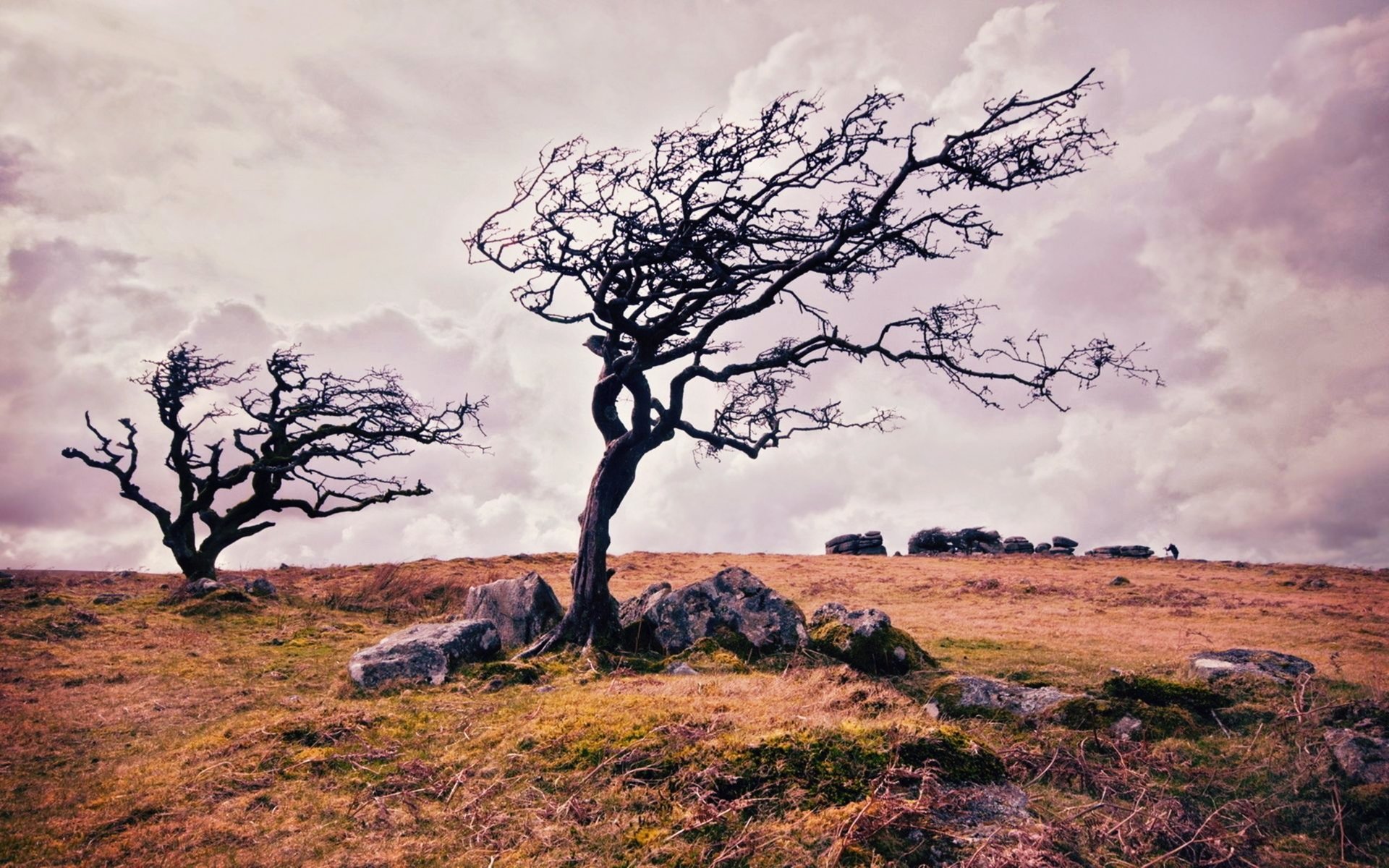 4K Ultra HD Nature: Windswept Trees on Earth’s Rugged Landscape ...
