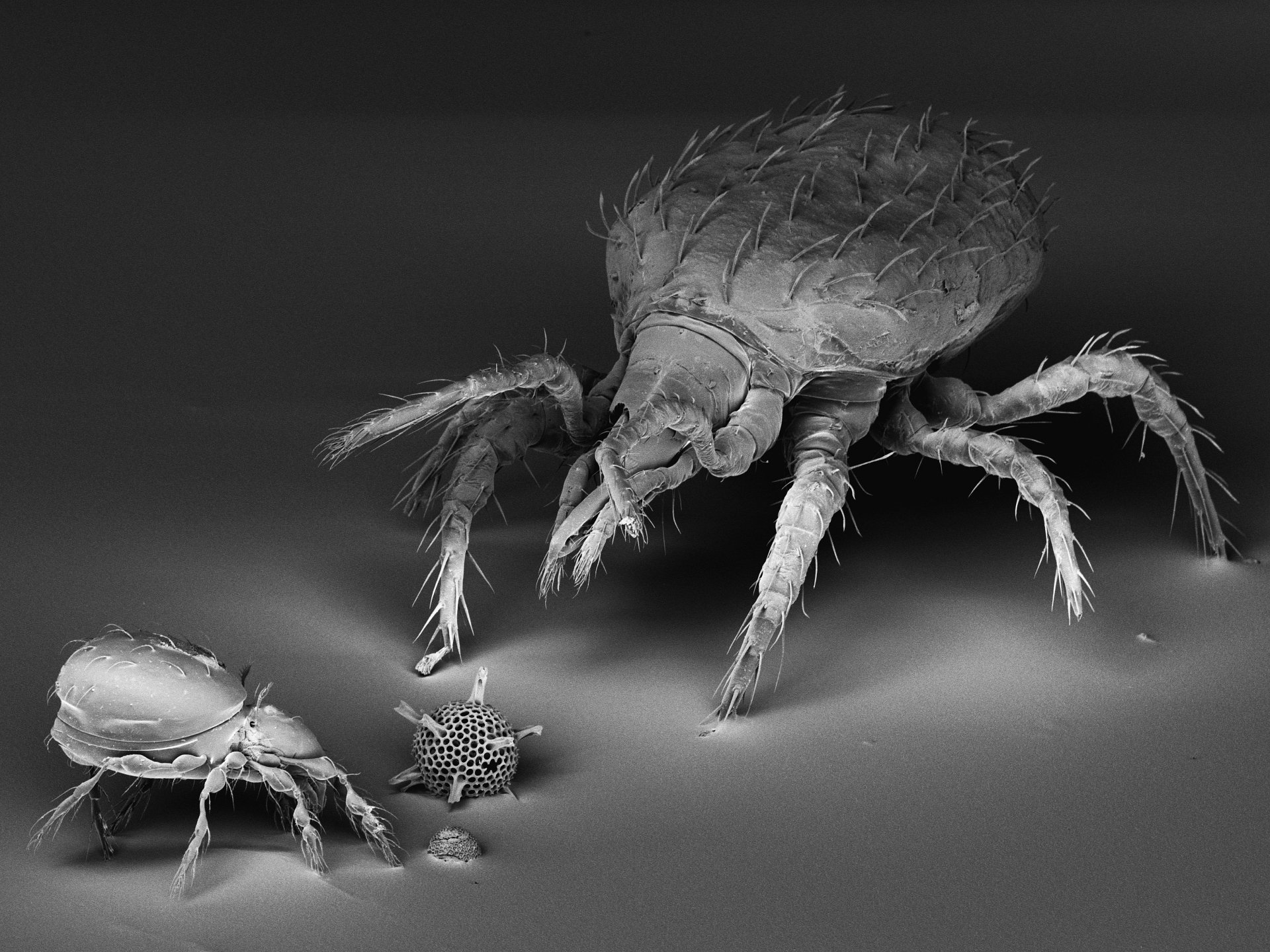 Animal Mite HD Wallpaper