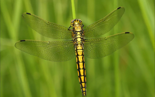 [30+] Dragonfly 4k Wallpapers