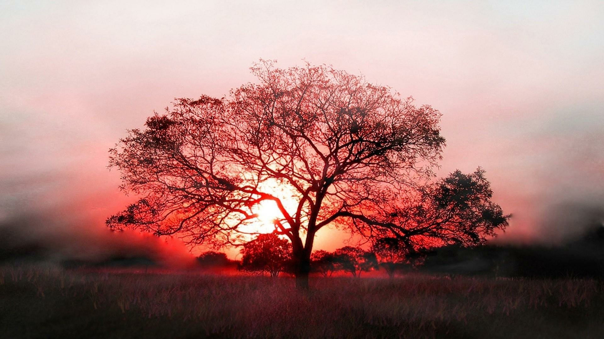 Download Nature Tree HD Wallpaper