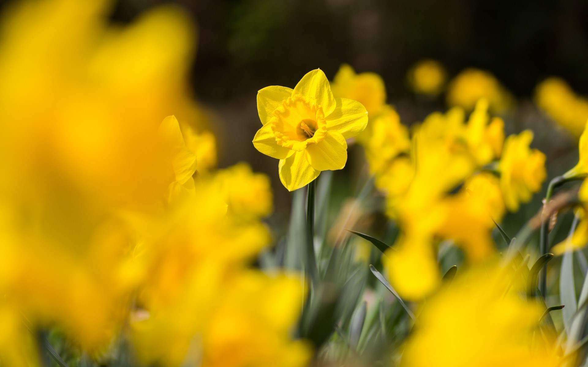Yellow Flowers Tumblr 34 High Resolution Wallpaper Download Summer