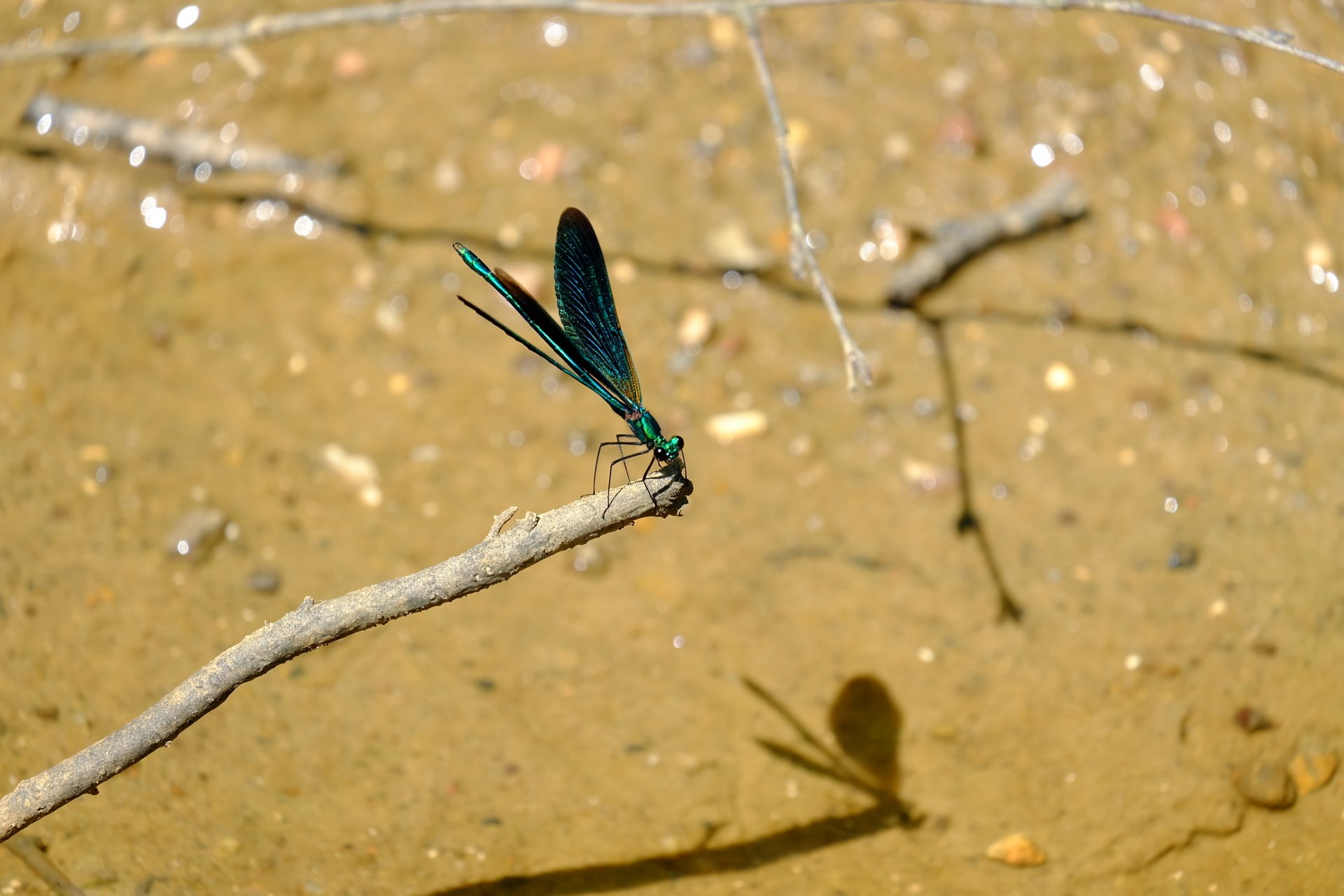 Download Animal Dragonfly 4k Ultra HD Wallpaper