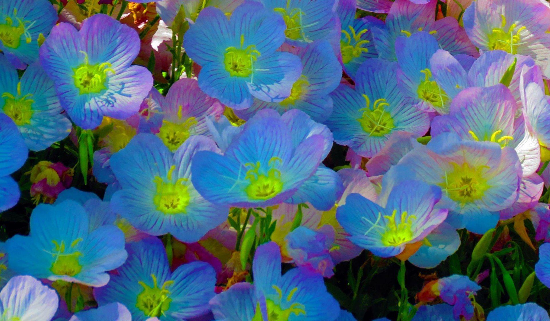 Download Nature Flower HD Wallpaper | 2757x1610 | Wallpaper Abyss