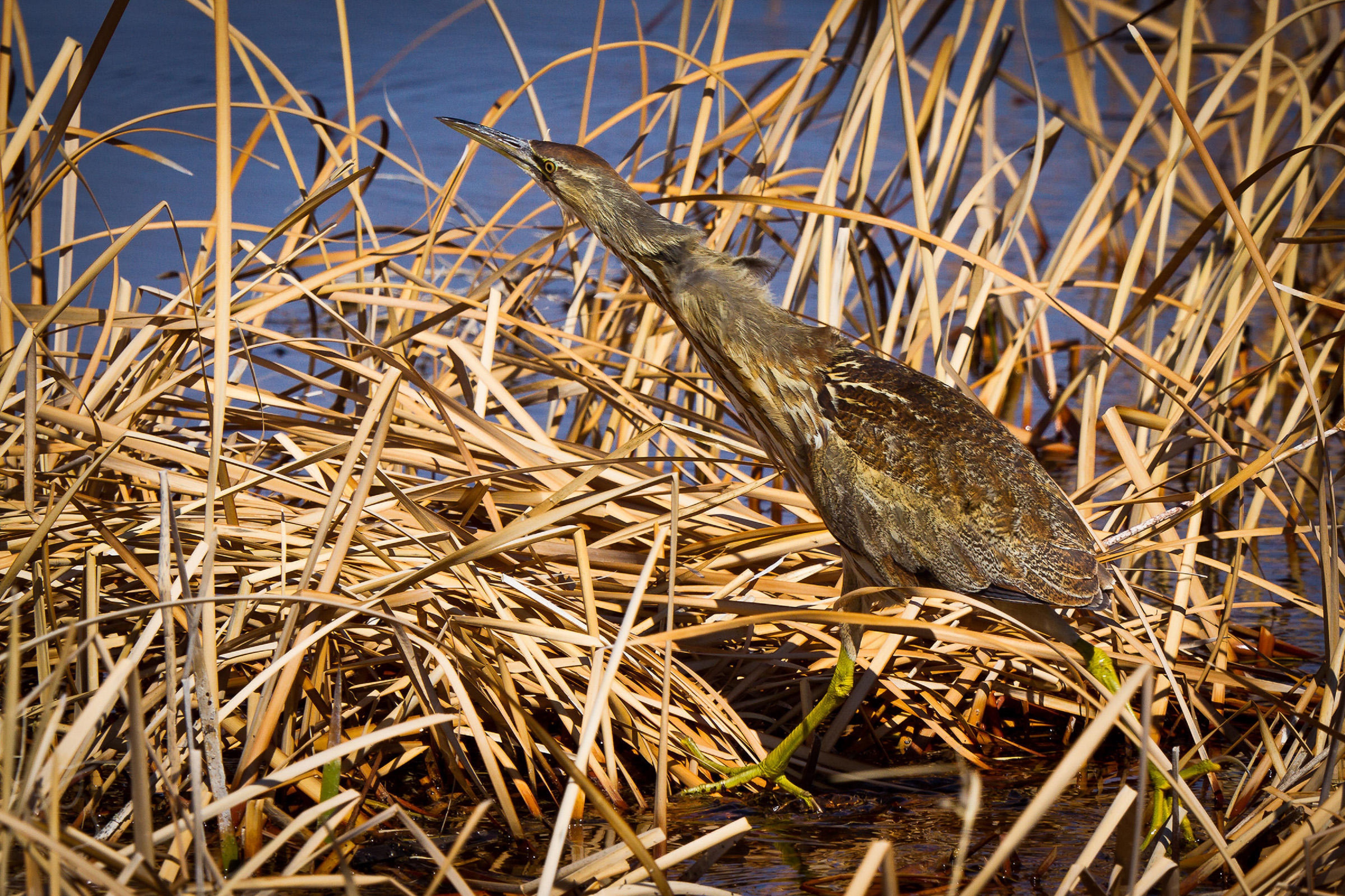 American Bittern