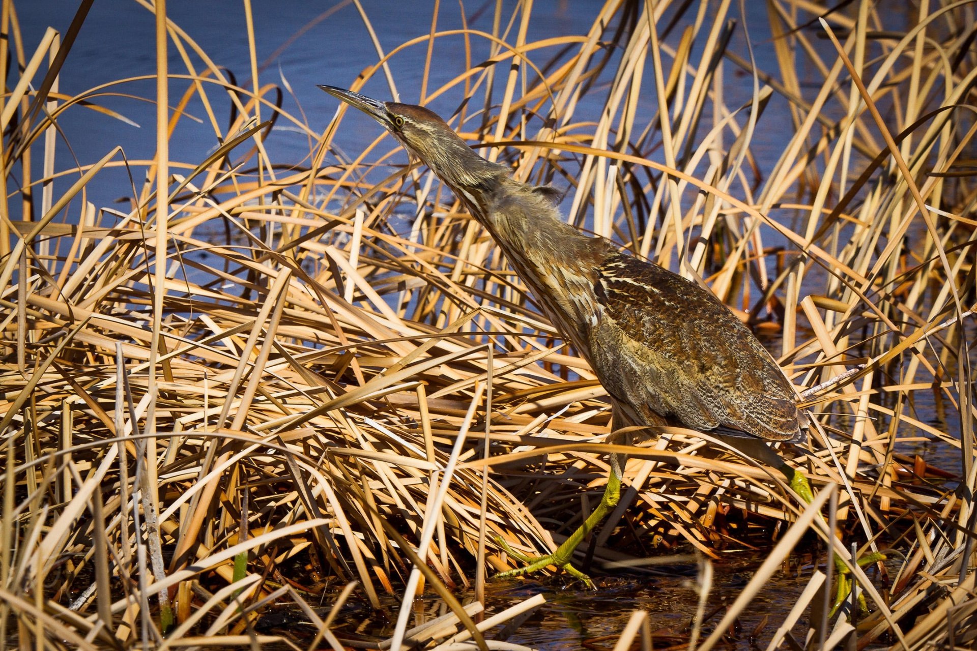 American Bittern