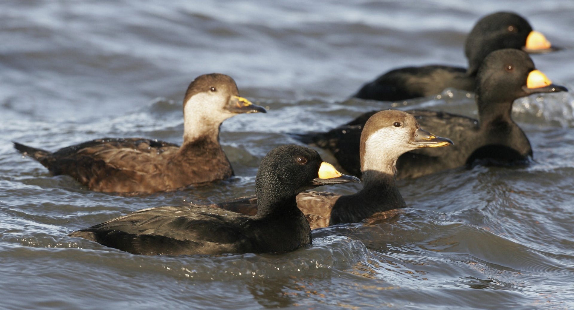 Download Animal Duck HD Wallpaper