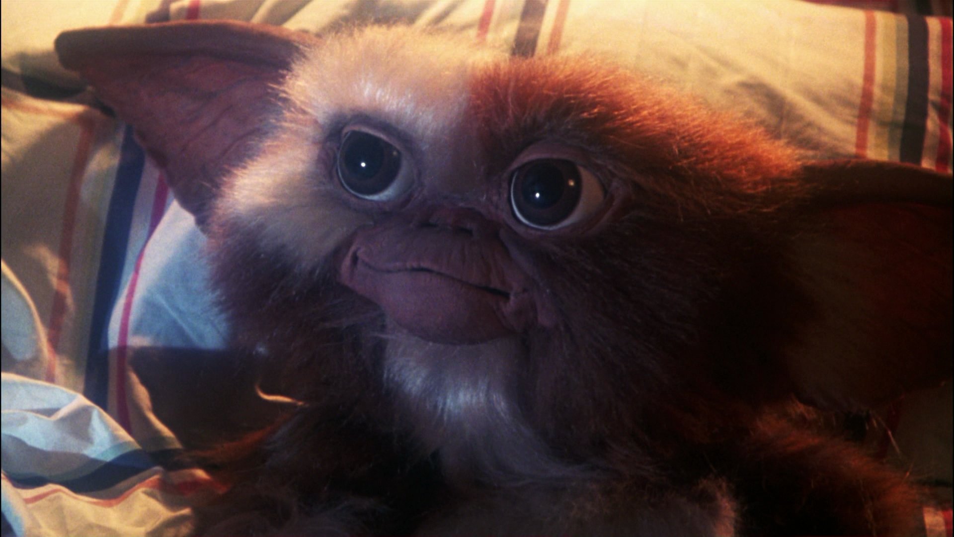 Download Movie Gremlins HD Wallpaper