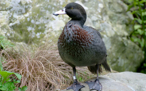 [70+] Duck 4k Wallpapers