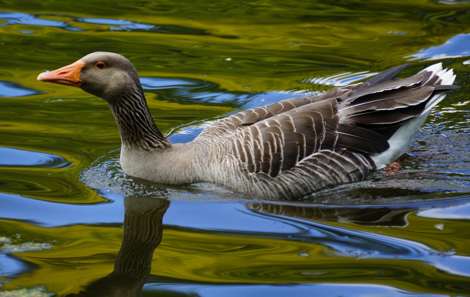 Download Animal Goose 4k Ultra HD Wallpaper