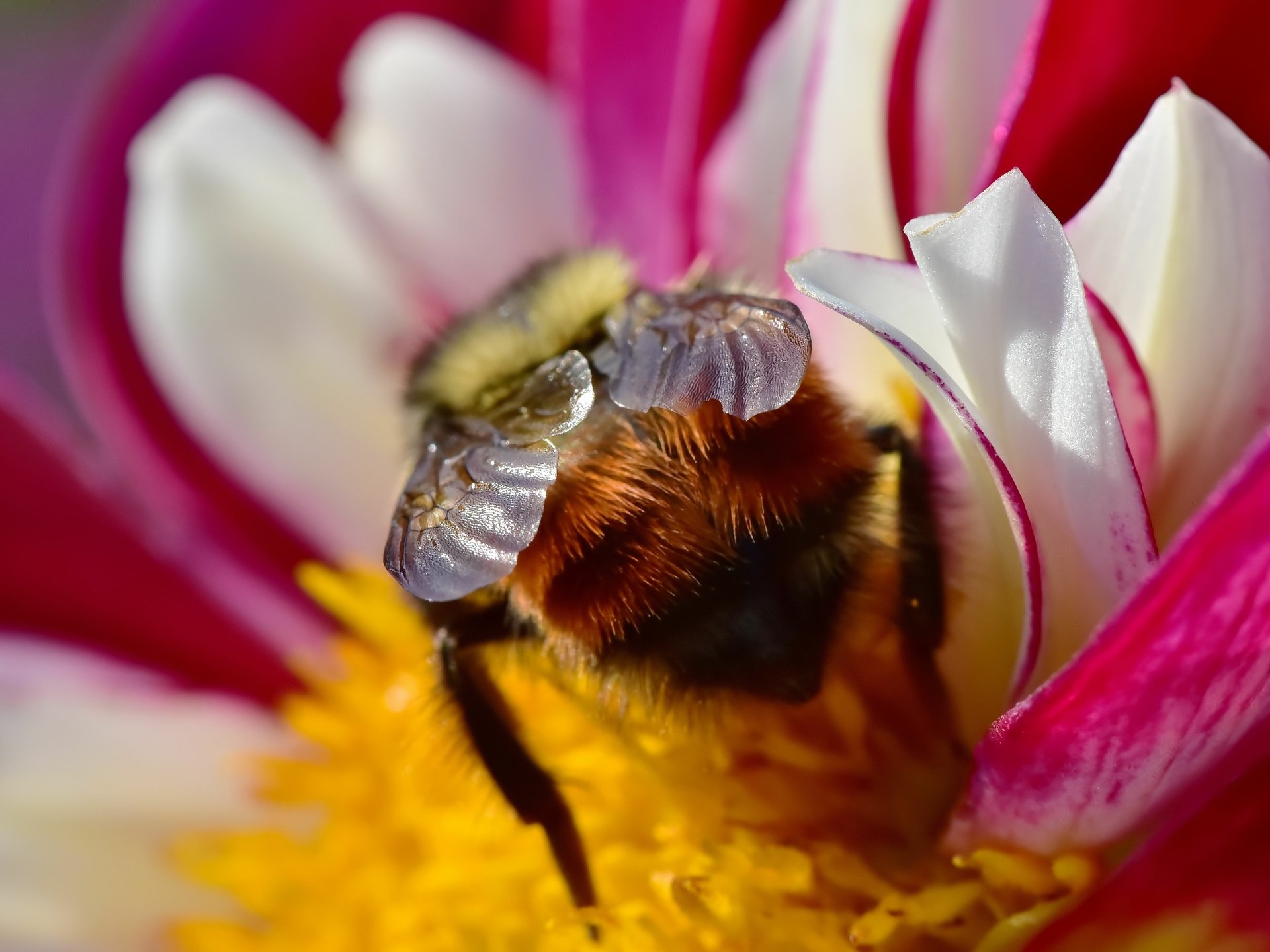 Download Animal Bee 4k Ultra HD Wallpaper