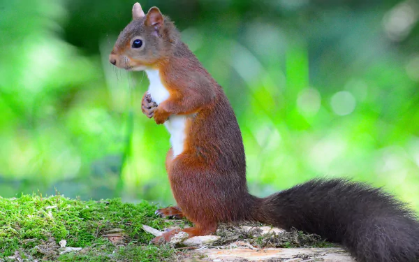 Cute Red Squirrel HD Wallpaper