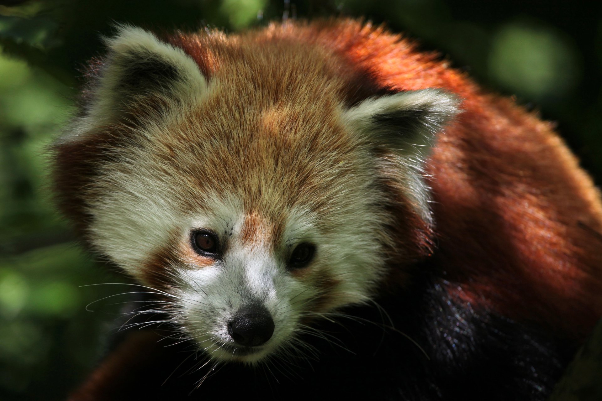 Download Animal Red Panda 4k Ultra HD Wallpaper