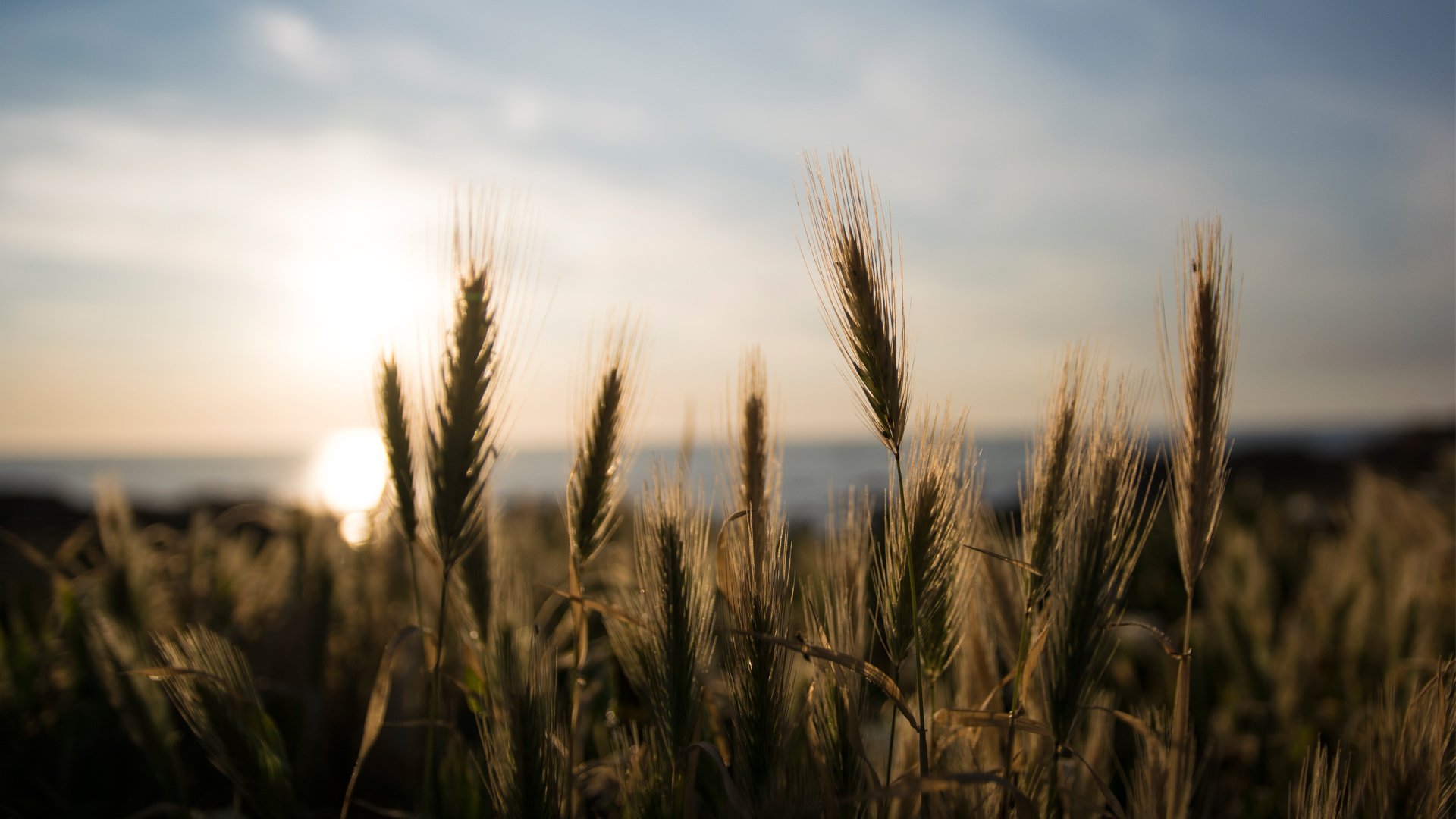 Download Nature Wheat HD Wallpaper