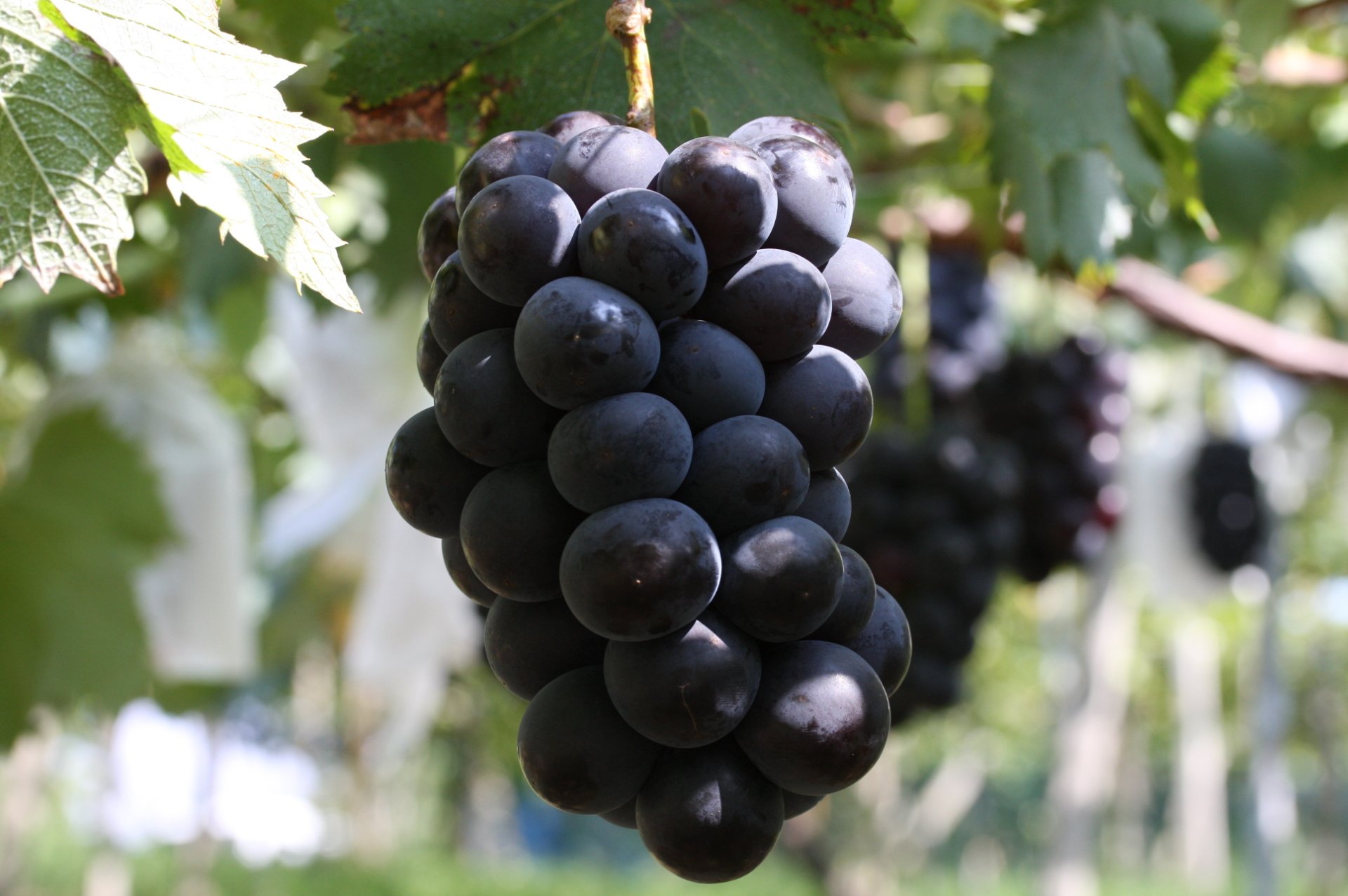 Download Food Grapes HD Wallpaper | 1936x1288 | Wallpaper Abyss