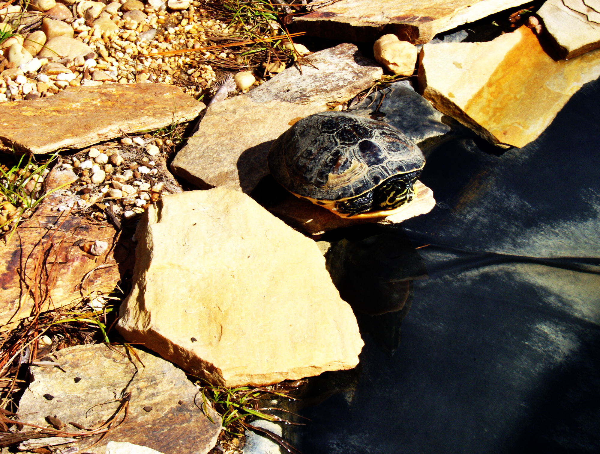 Download Animal Turtle HD Wallpaper