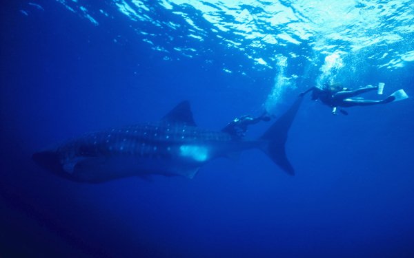 Whale Shark - Desktop Wallpapers, Phone Wallpaper, PFP, Gifs, and More!