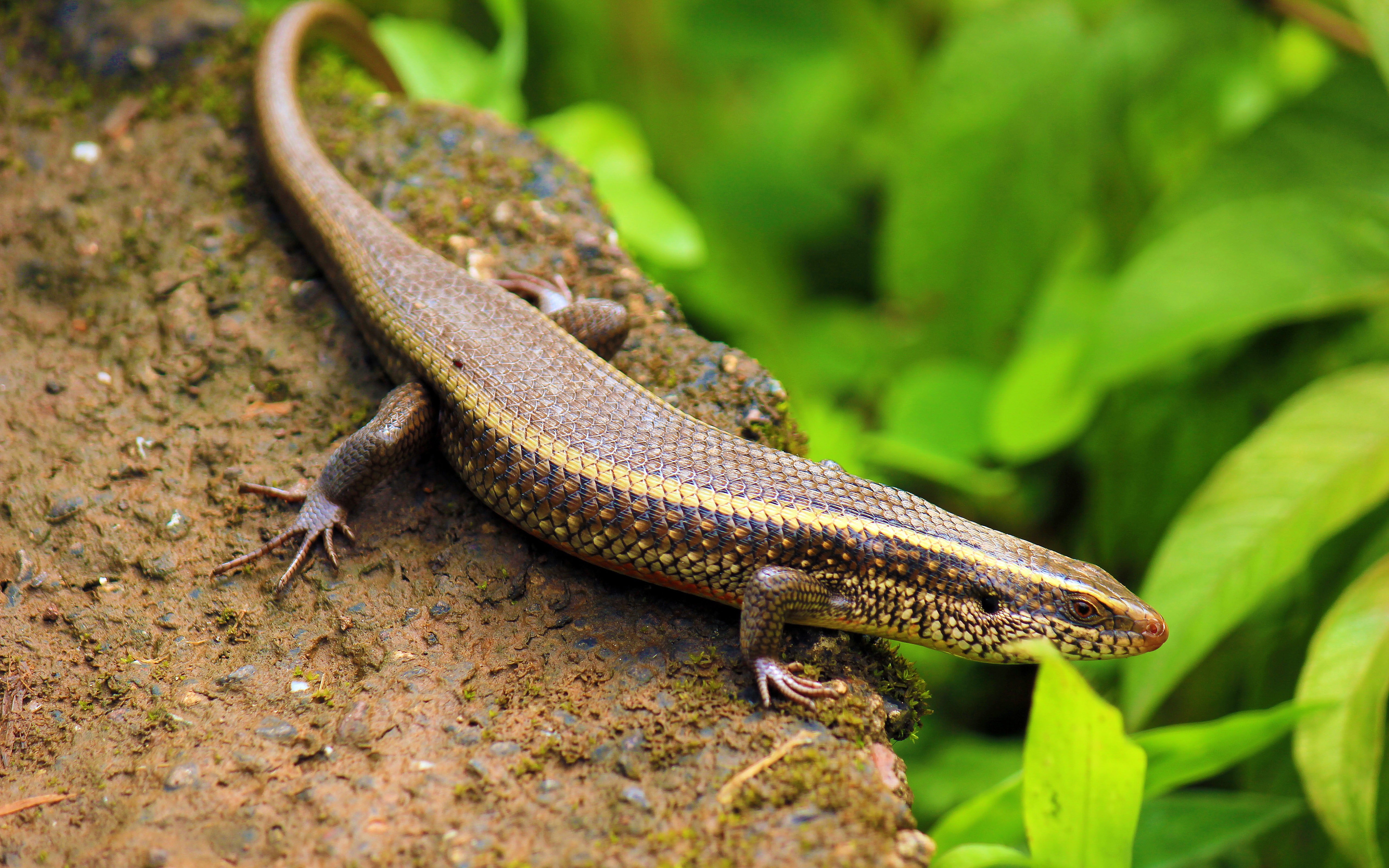 Download Animal Skink 4k Ultra HD Wallpaper