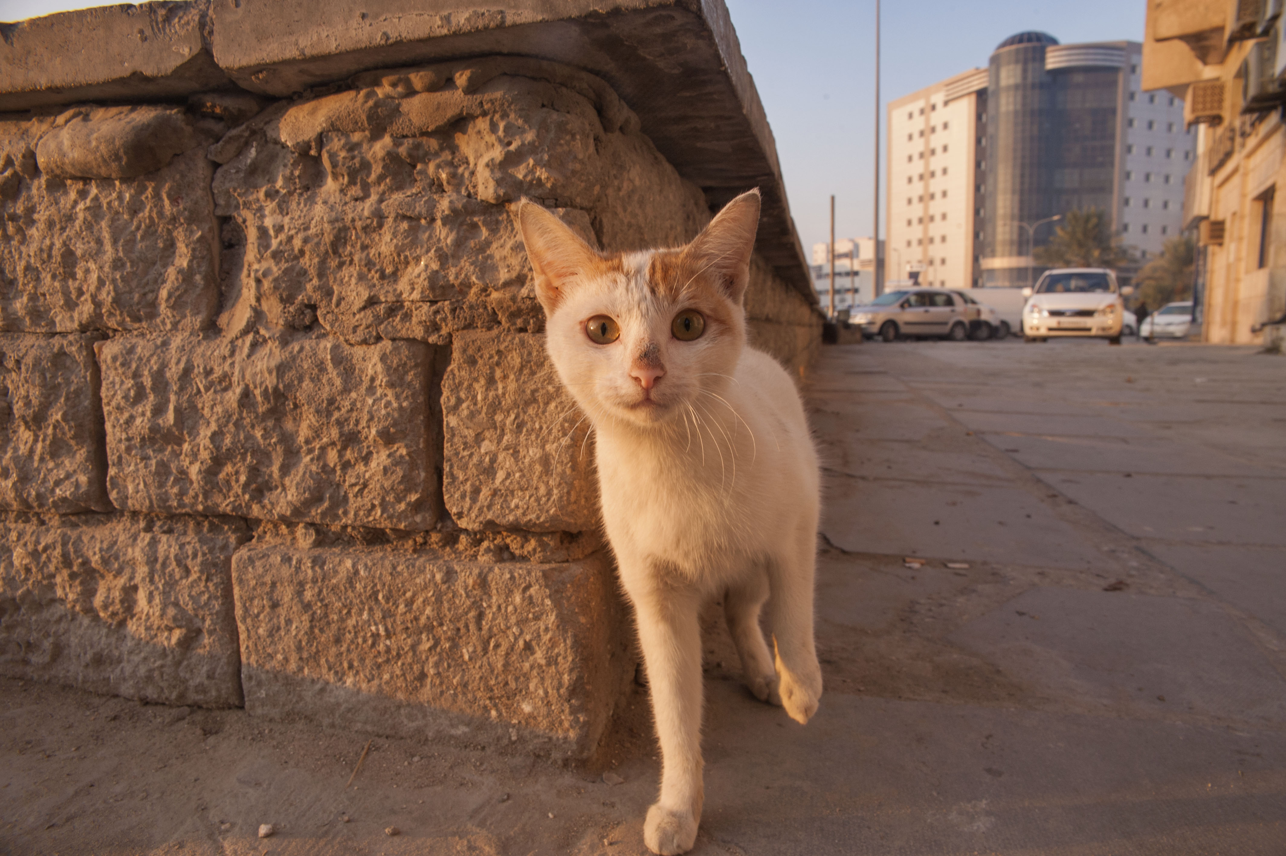 El Gato Hd 4k Wallpapers Fondos De Pantalla Hd 4k Gatos