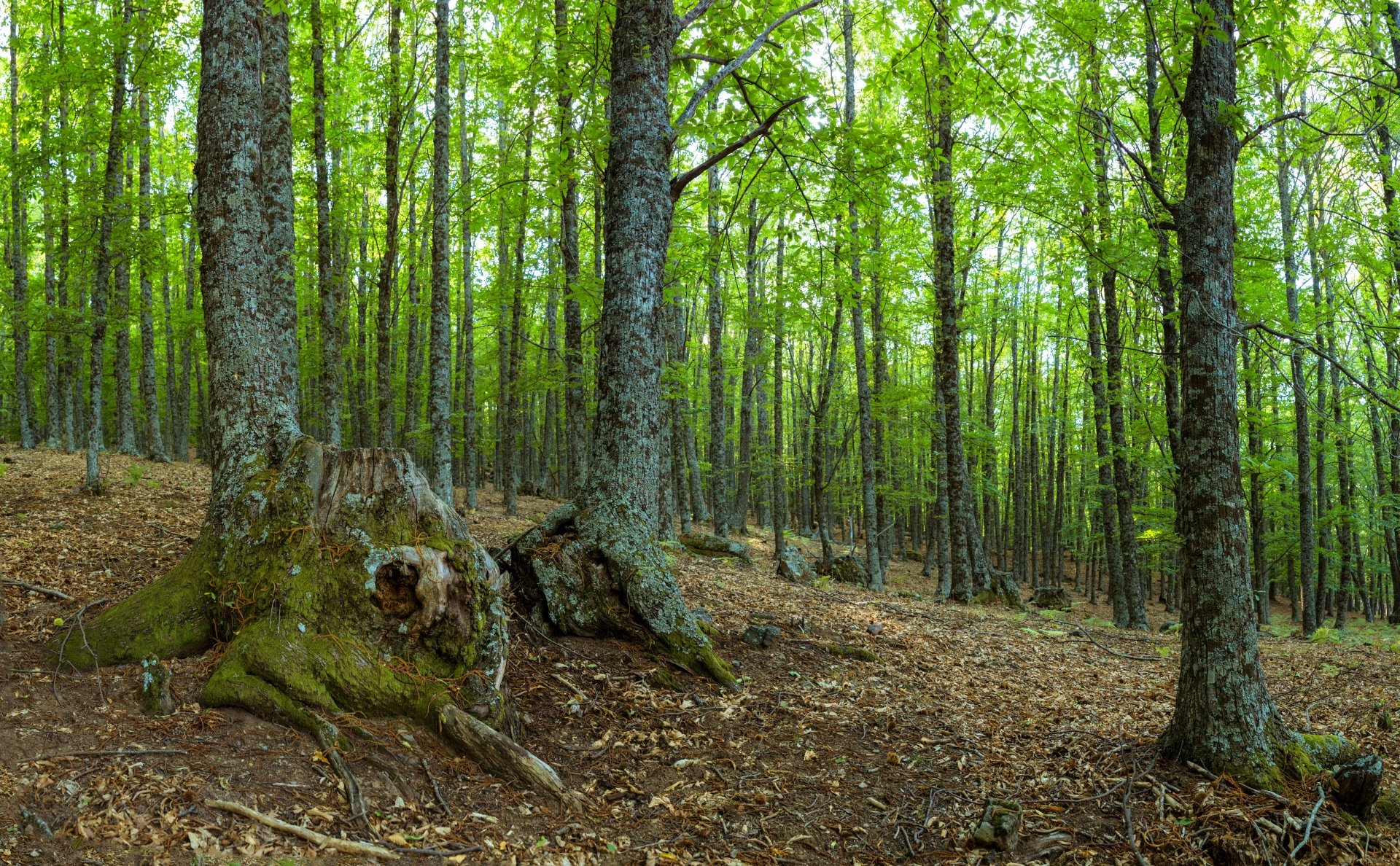 Download Nature Forest 8k Ultra HD Wallpaper