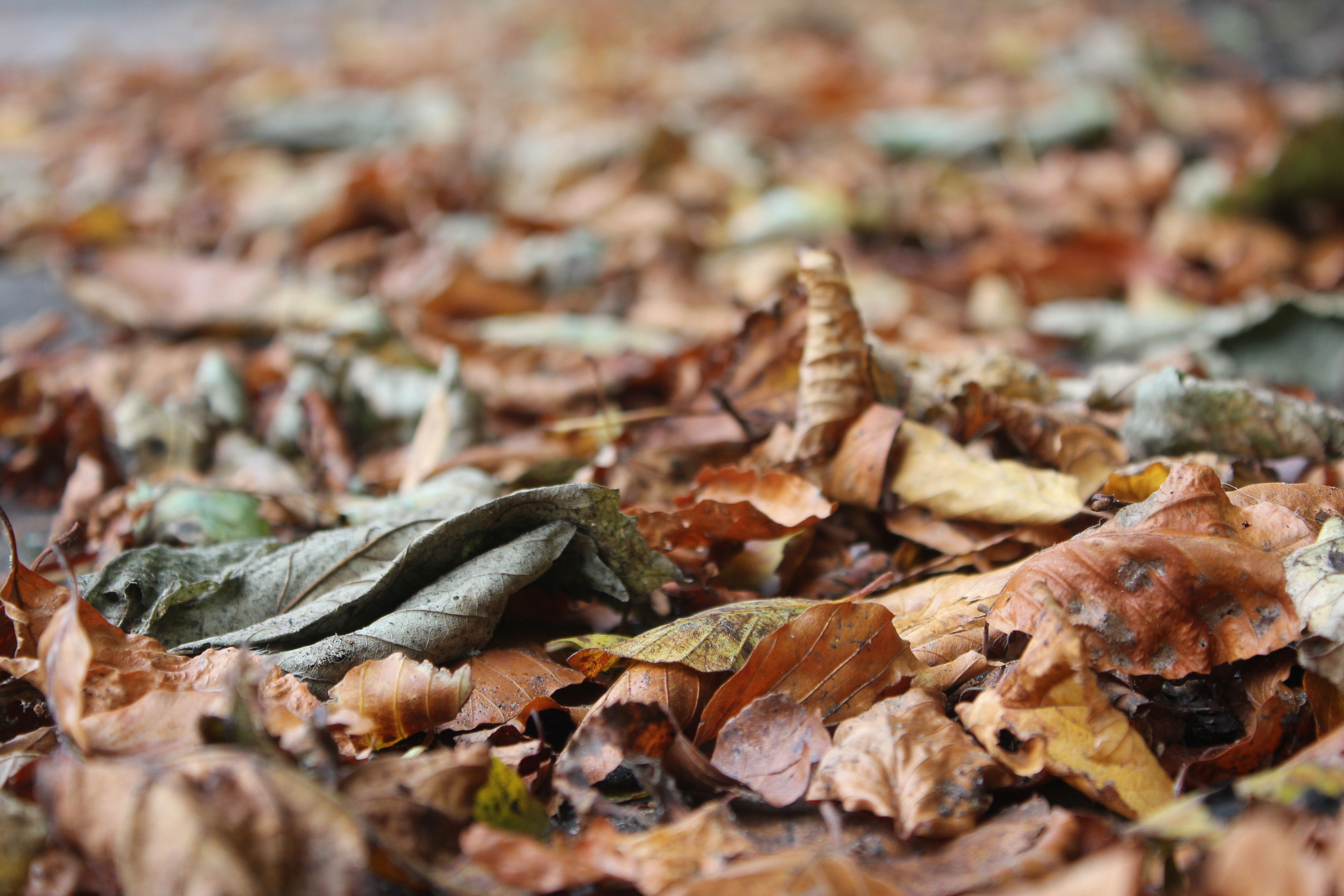 Download Nature Leaf 4k Ultra HD Wallpaper