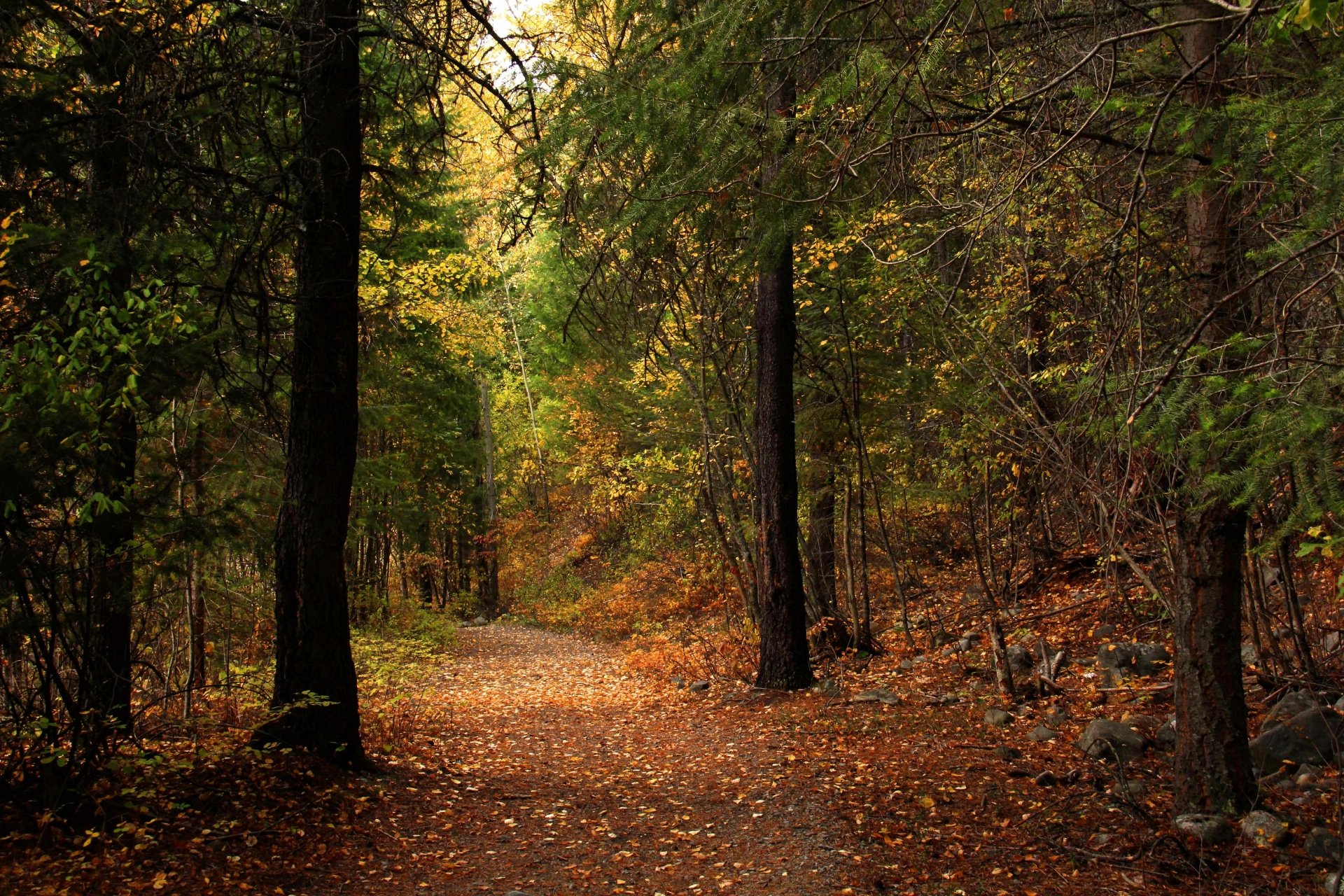 Download Forest Man Made Path 4k Ultra HD Wallpaper