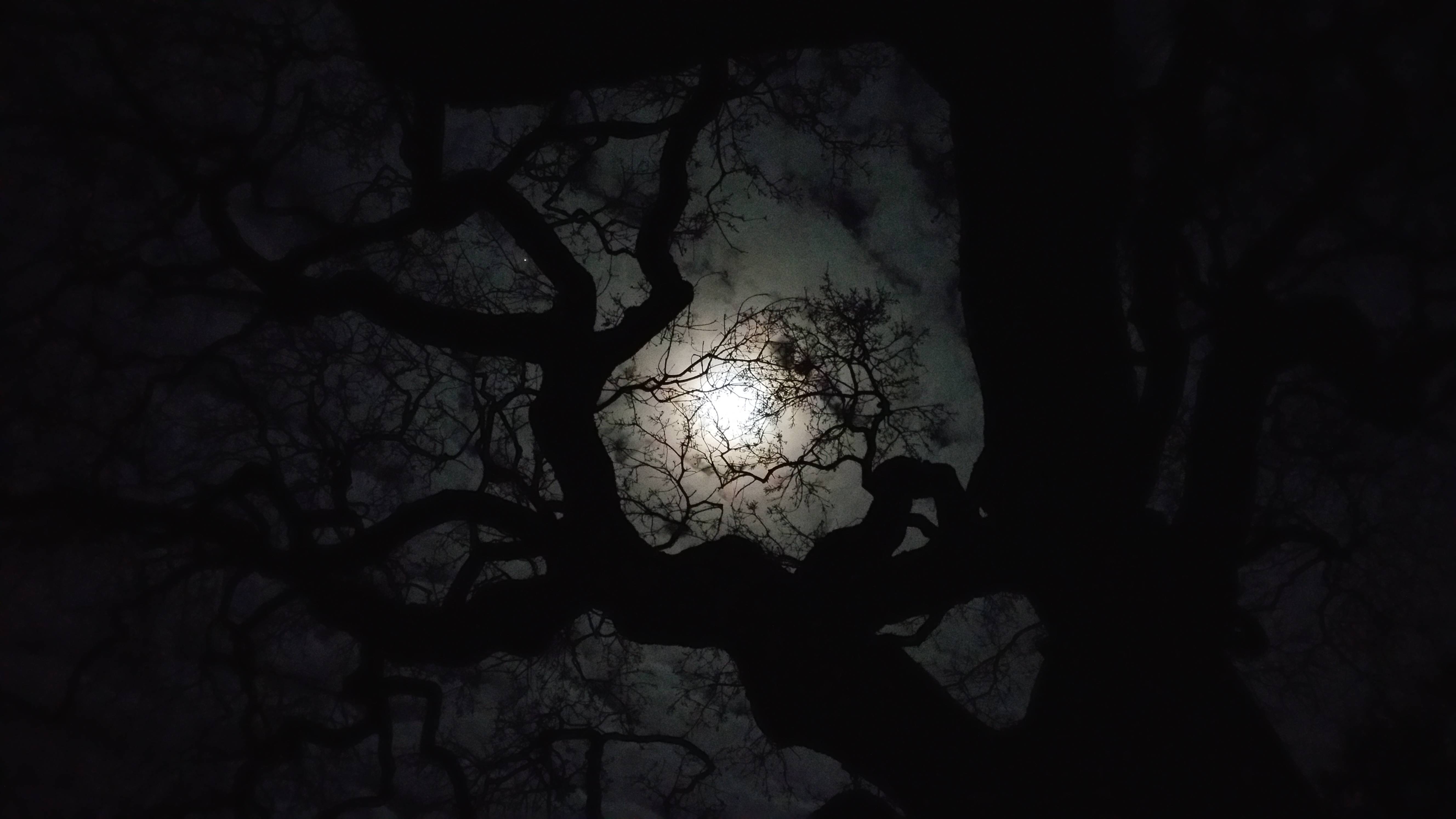 Download Nature Tree 4k Ultra HD Wallpaper