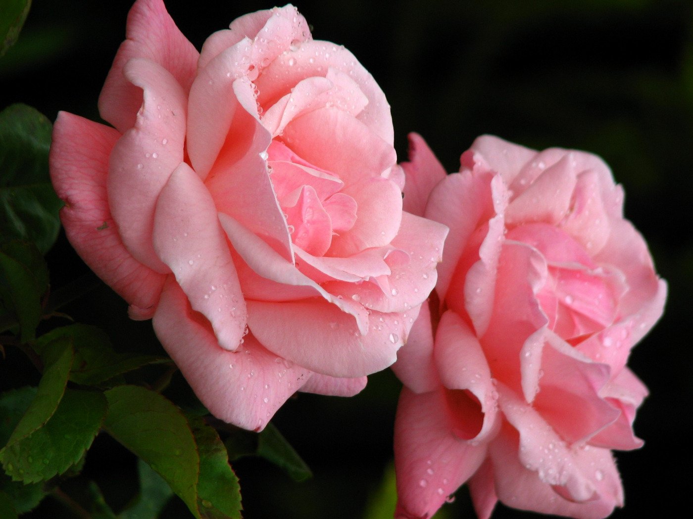 HD Wallpaper of Stunning Nature: Beautiful Pink Roses