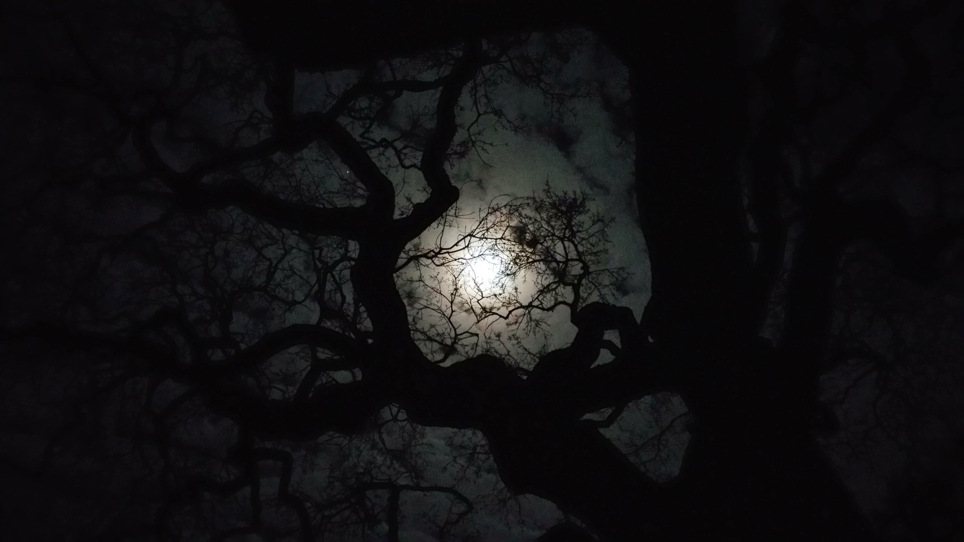 4K Ultra HD Enchanted Tree Silhouettes Under Moonlit Sky | 5312x2988 ...