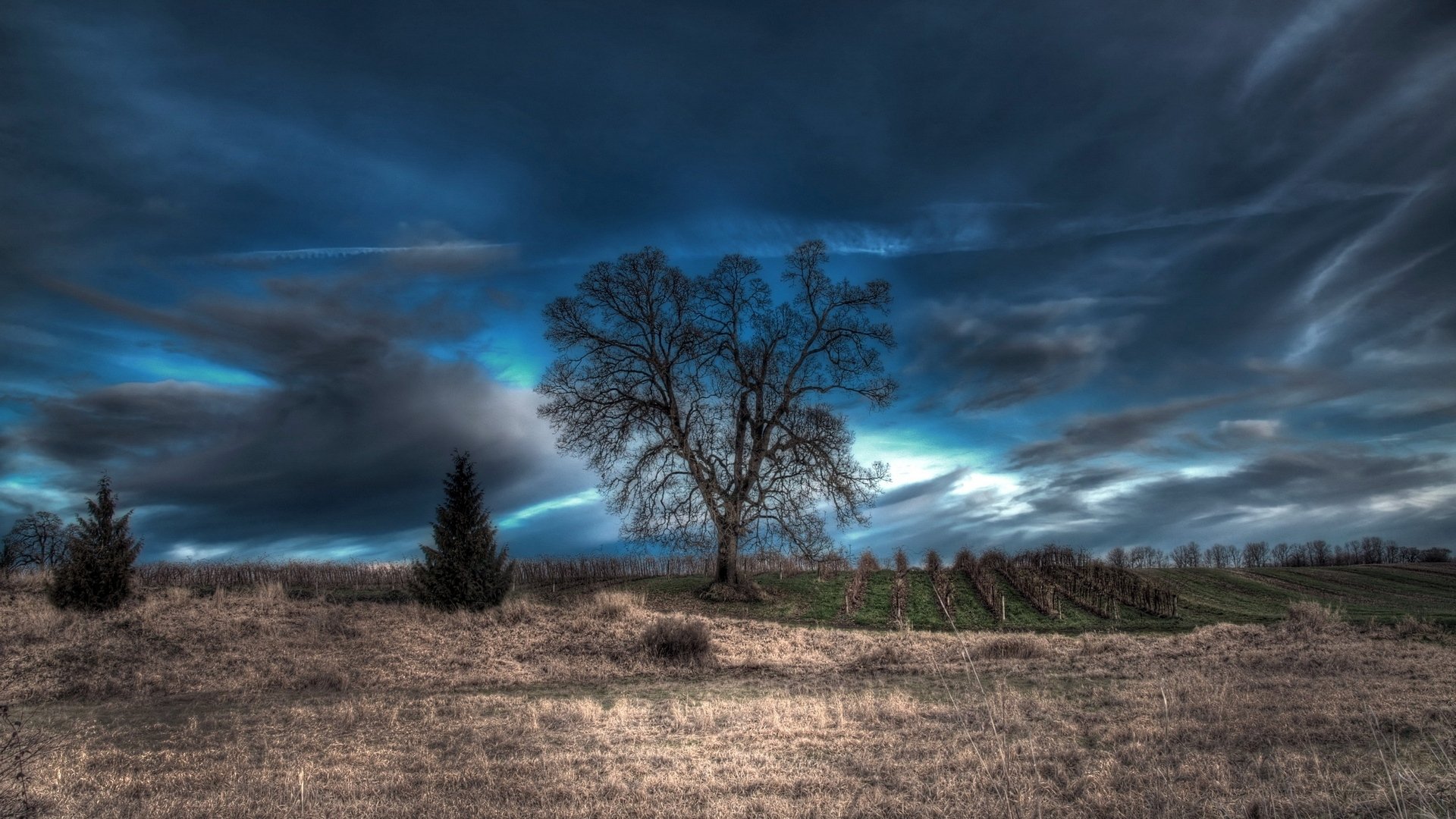 Download HDR Nature Tree HD Wallpaper
