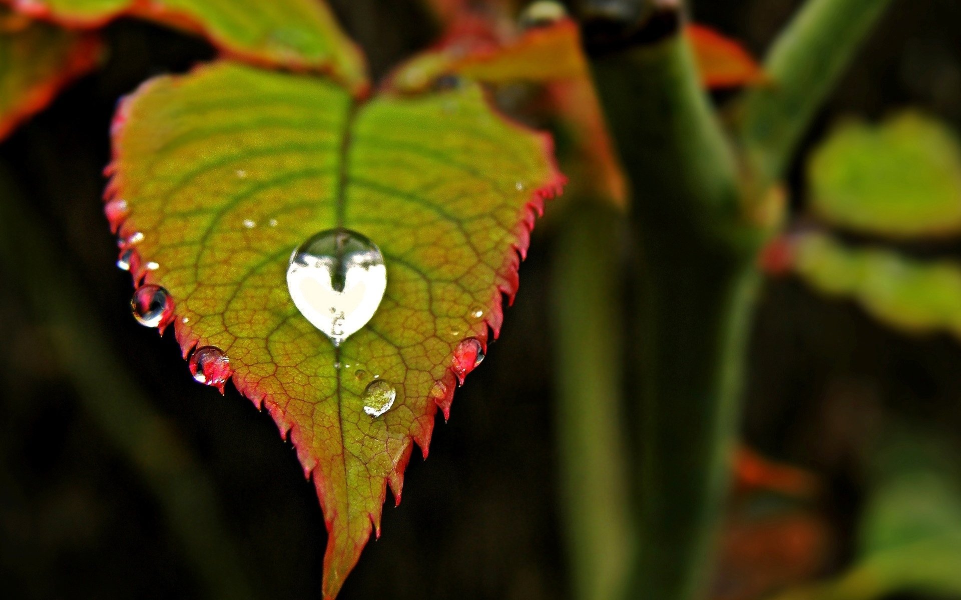 Download Leaf Nature Water Drop HD Wallpaper | 1920x1200 | Wallpaper Abyss