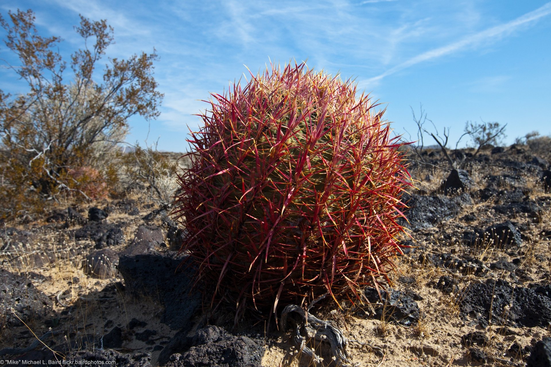Download Nature Cactus 4k Ultra HD Wallpaper